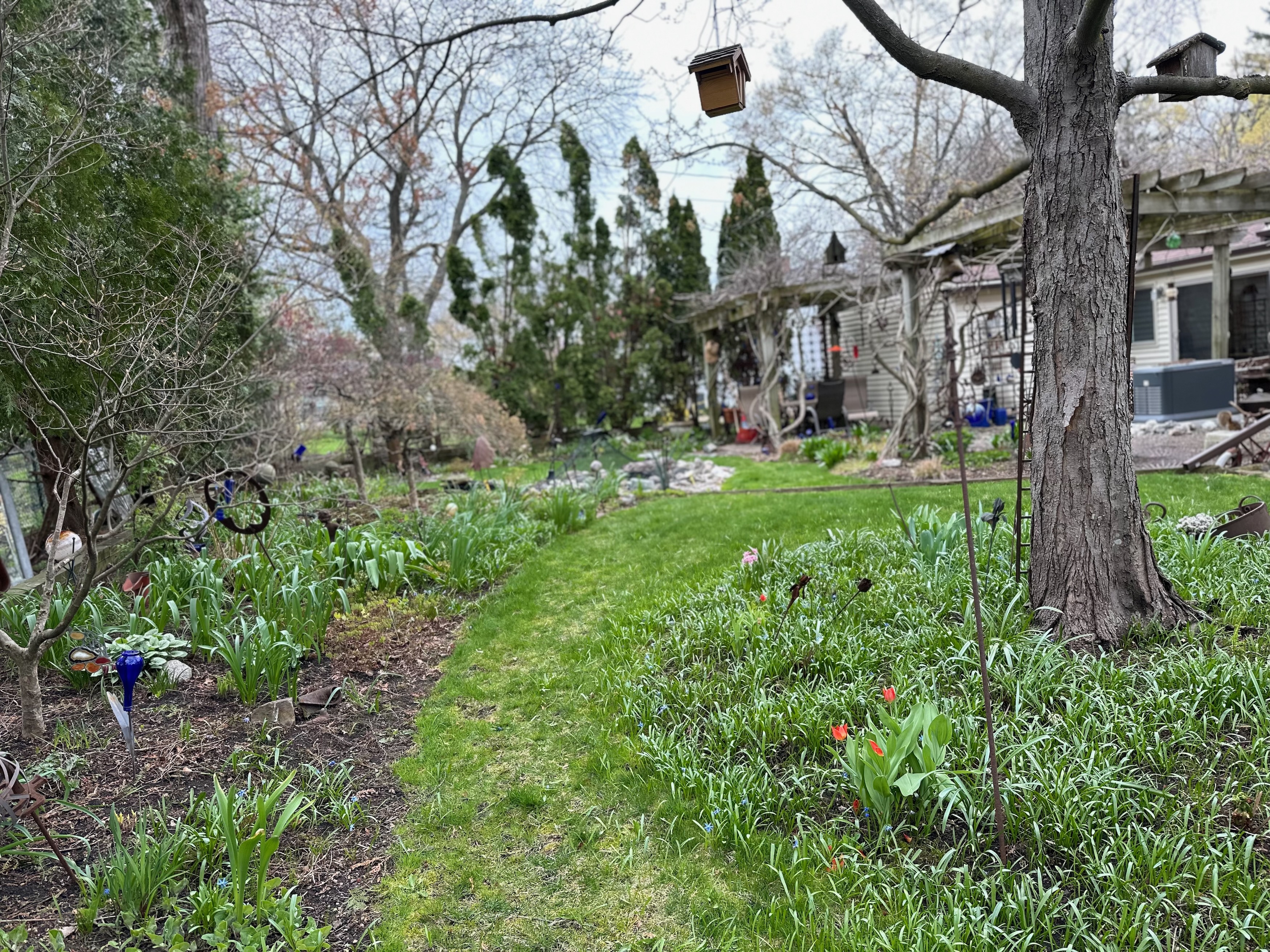 Ann Arbor residents find pollinator-friendly alternatives to turf lawns ...