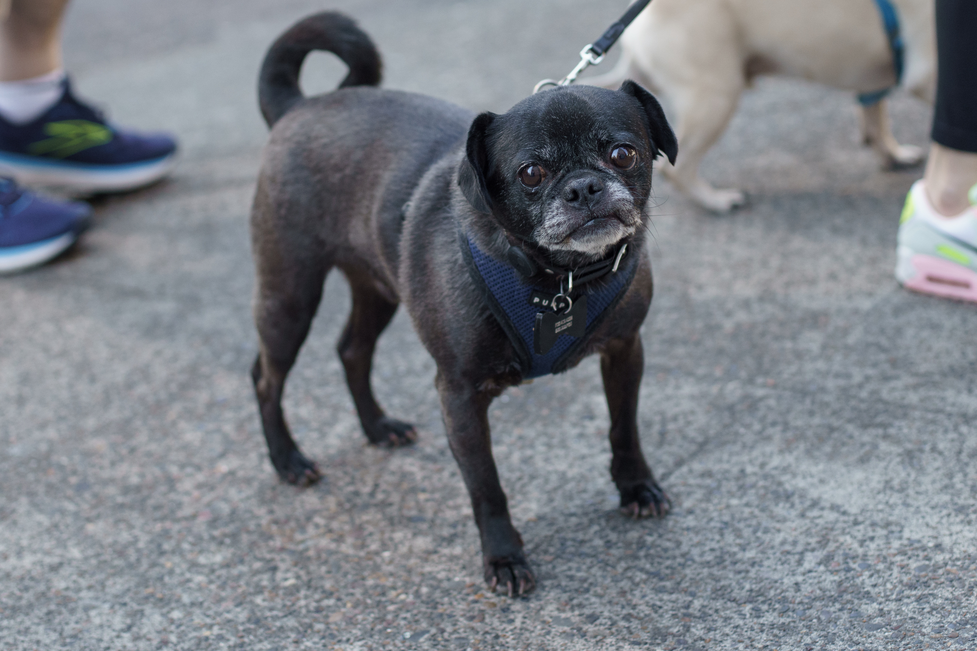 Portland Pug Crawl 2022 - oregonlive.com