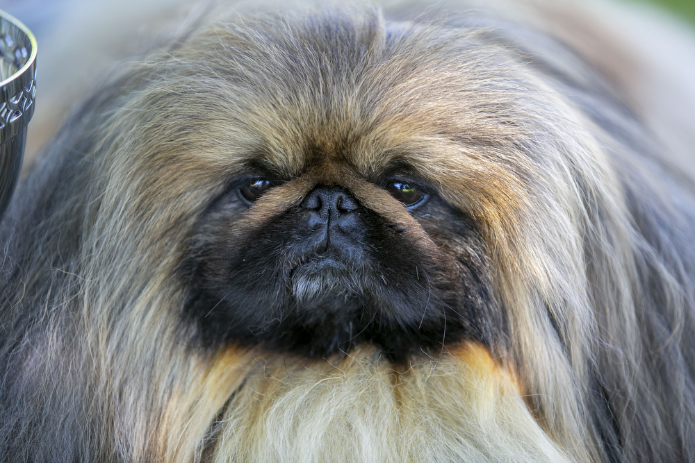 Wasabi won Best in Show at the 2021 Westminster Kennel Club Dog Show ...