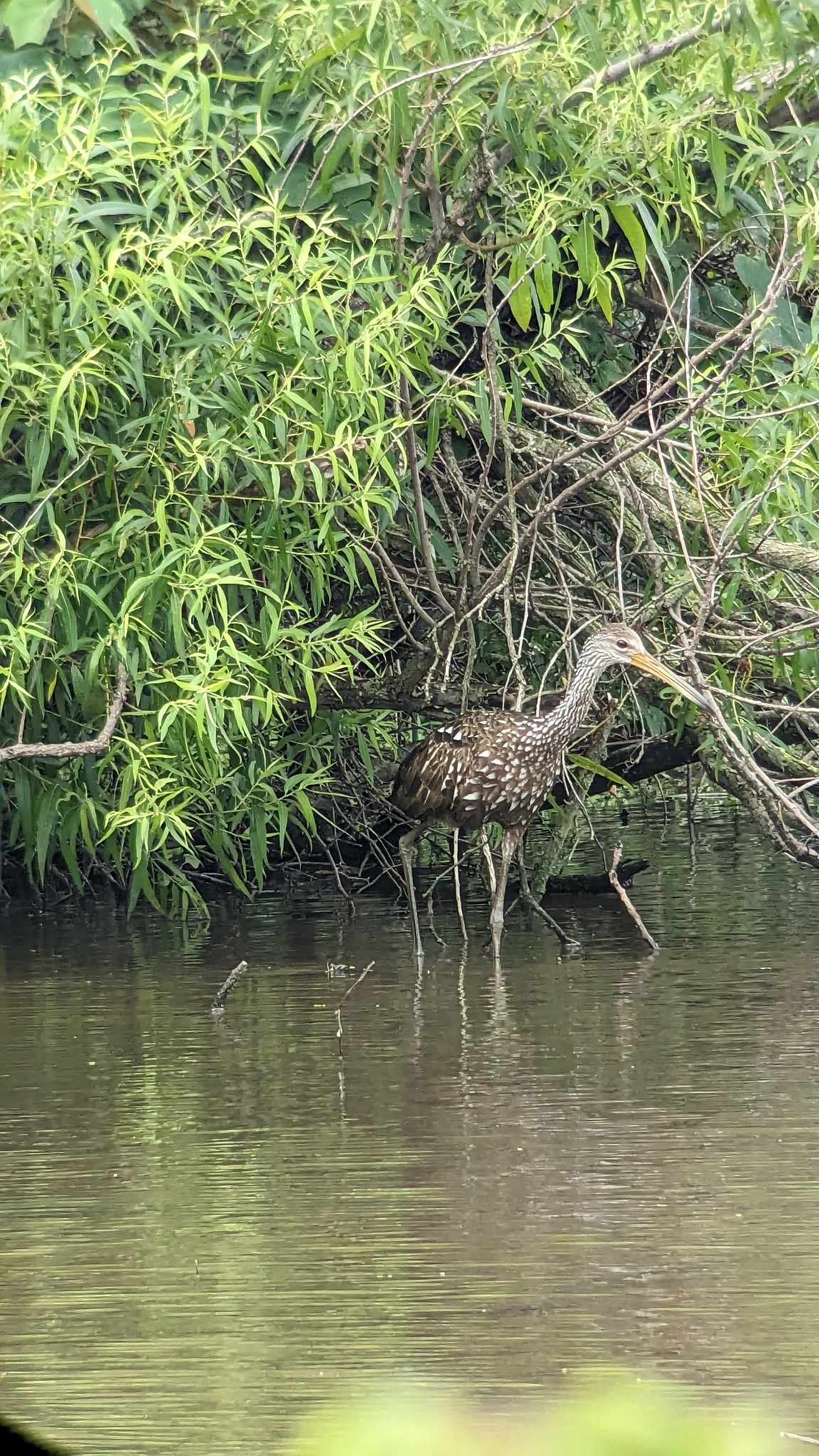 Limpkin spotted in Lancaster County - pennlive.com
