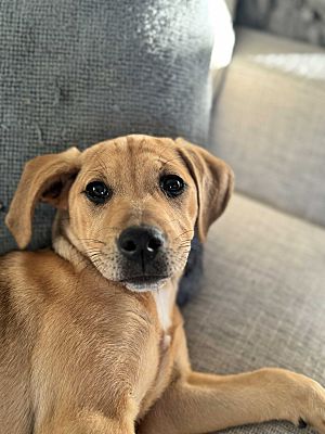 April showers may bring an adoptable pet to sprinkle sunshine into your ...
