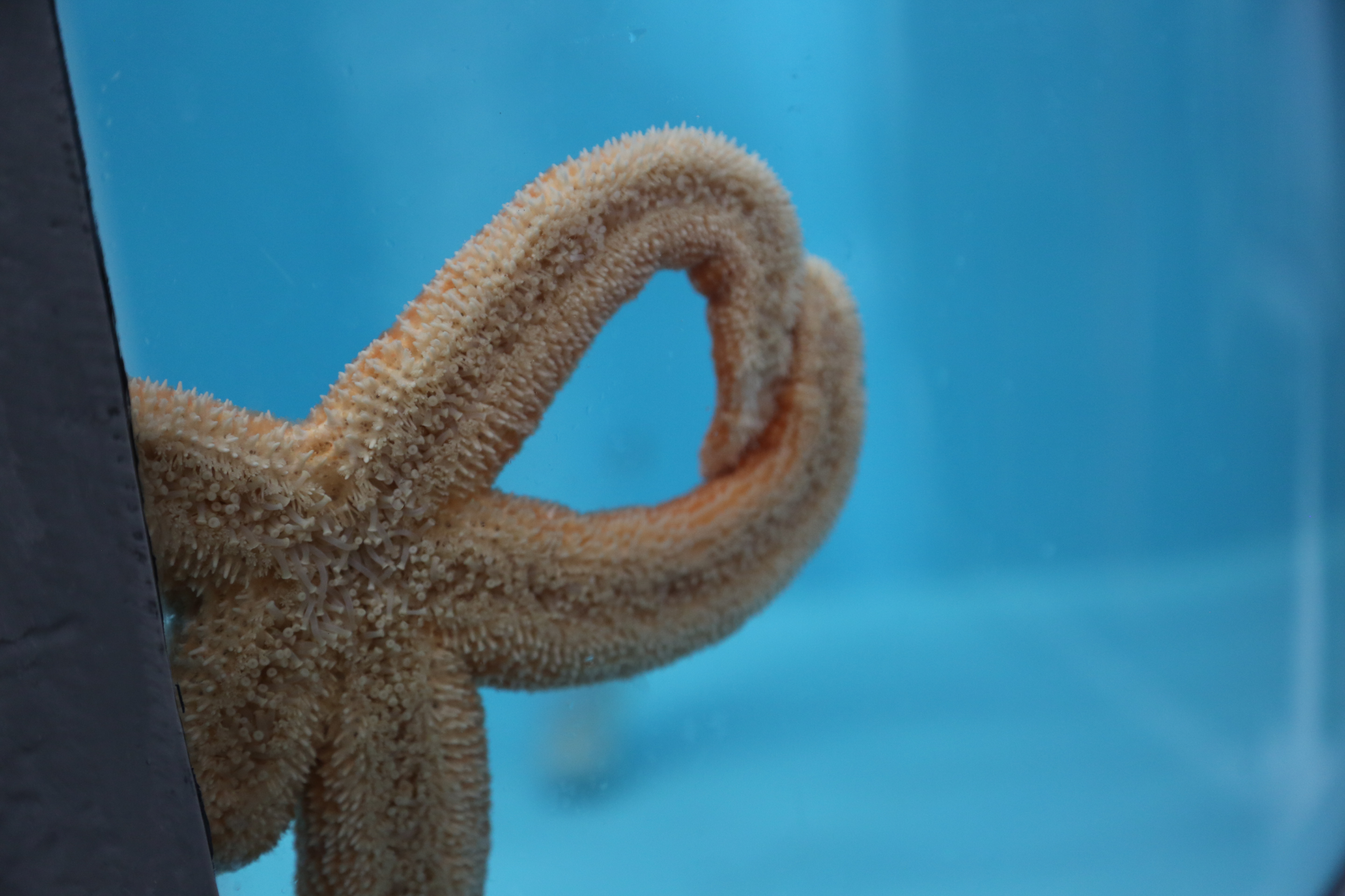 Sea star treatment at Oregon Coast Aquarium - oregonlive.com