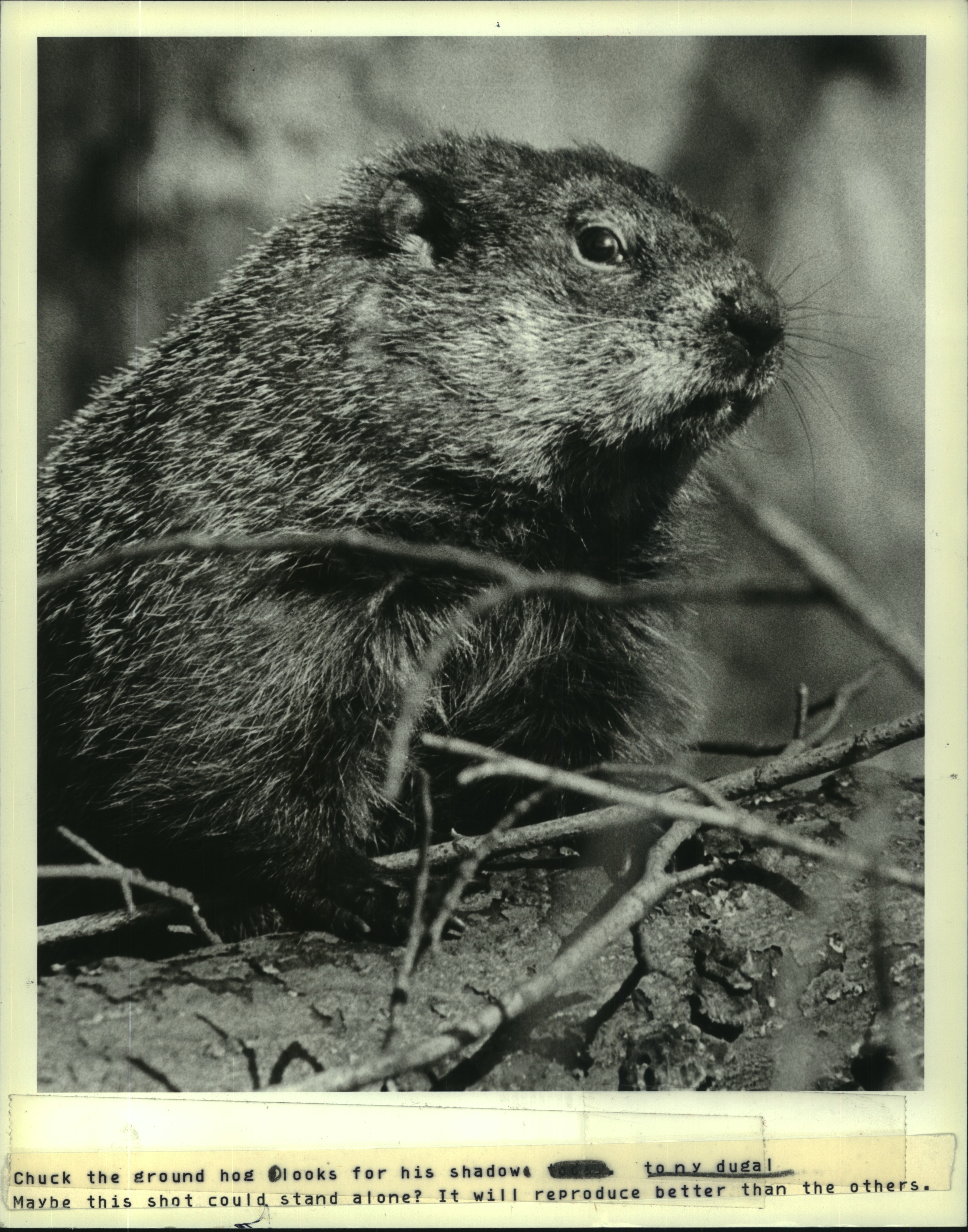 Vintage Groundhog Day Images
