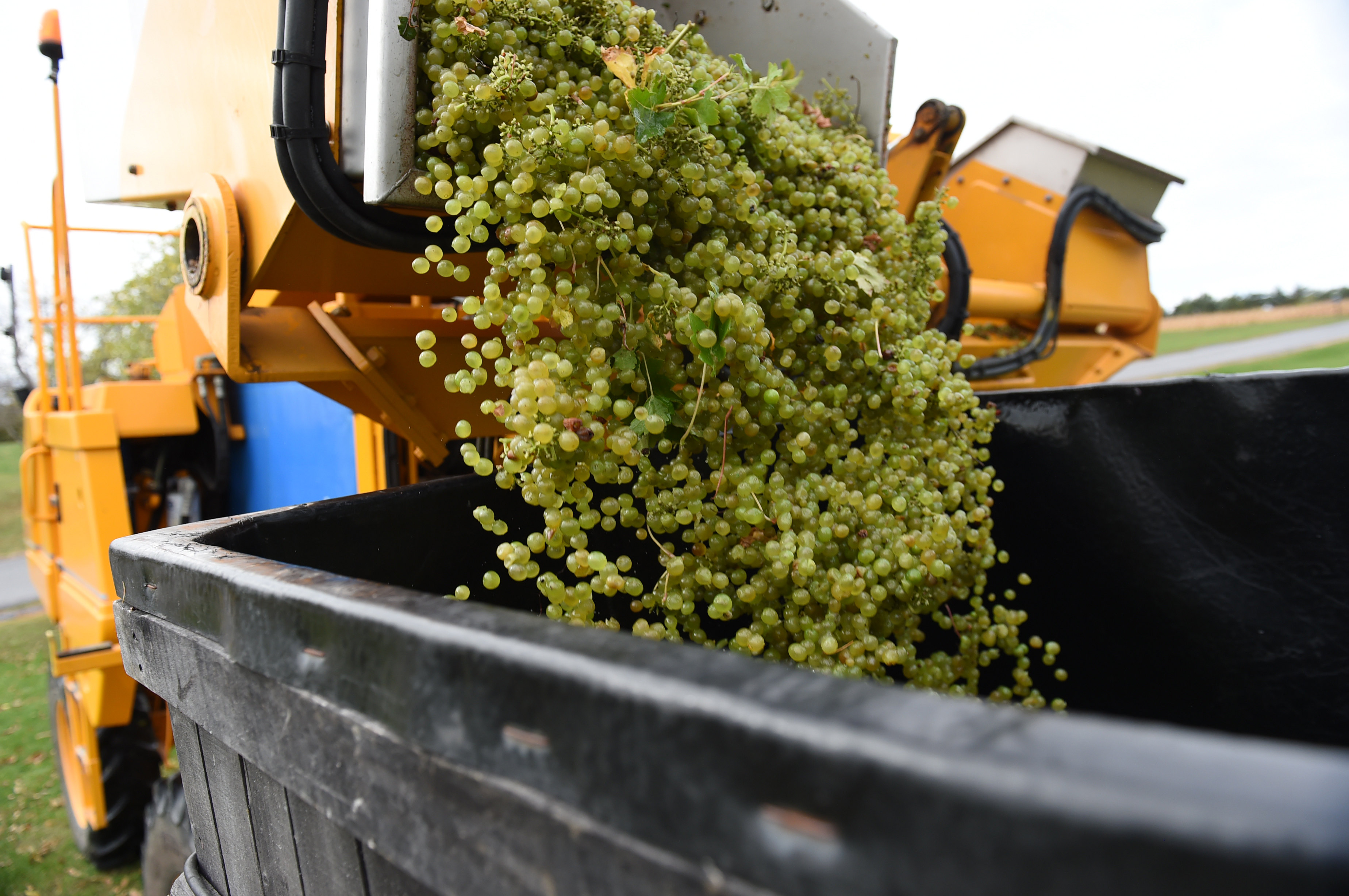 Harvesting grapes at Goose Watch winery in Romulus N.Y. - syracuse.com