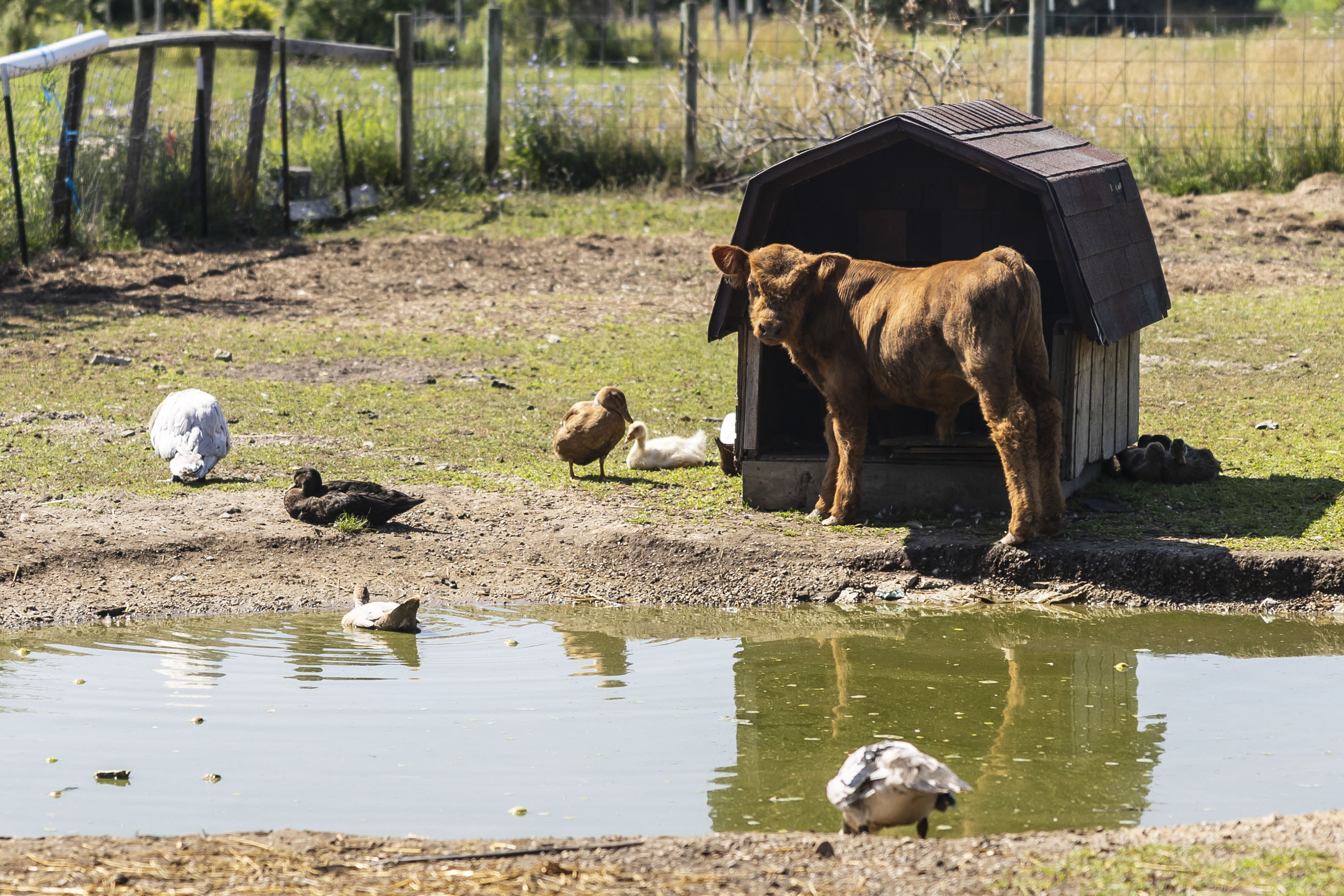 Soak in a farm visit in Bay City while enjoying ice cream - mlive.com