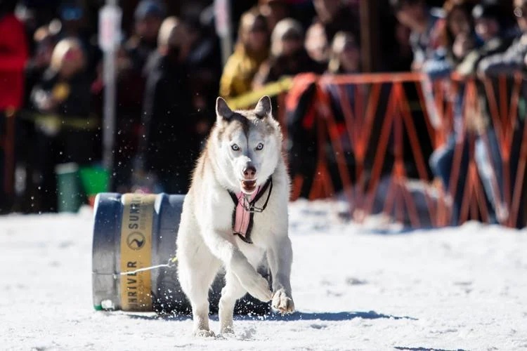 Sunriver Brewing Company K9 Keg Pull - oregonlive.com