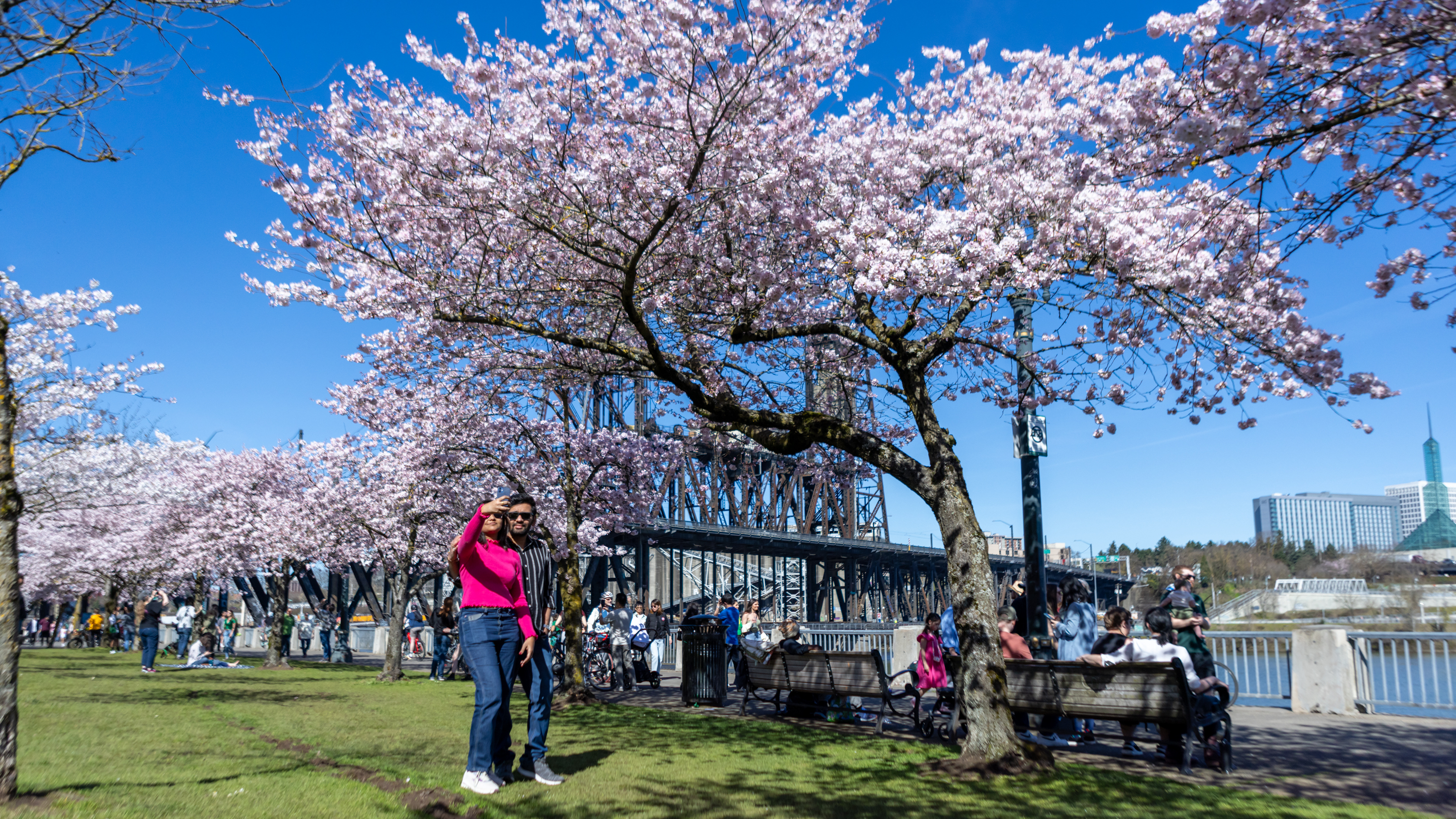 Portland cherry blossoms awaken - oregonlive.com