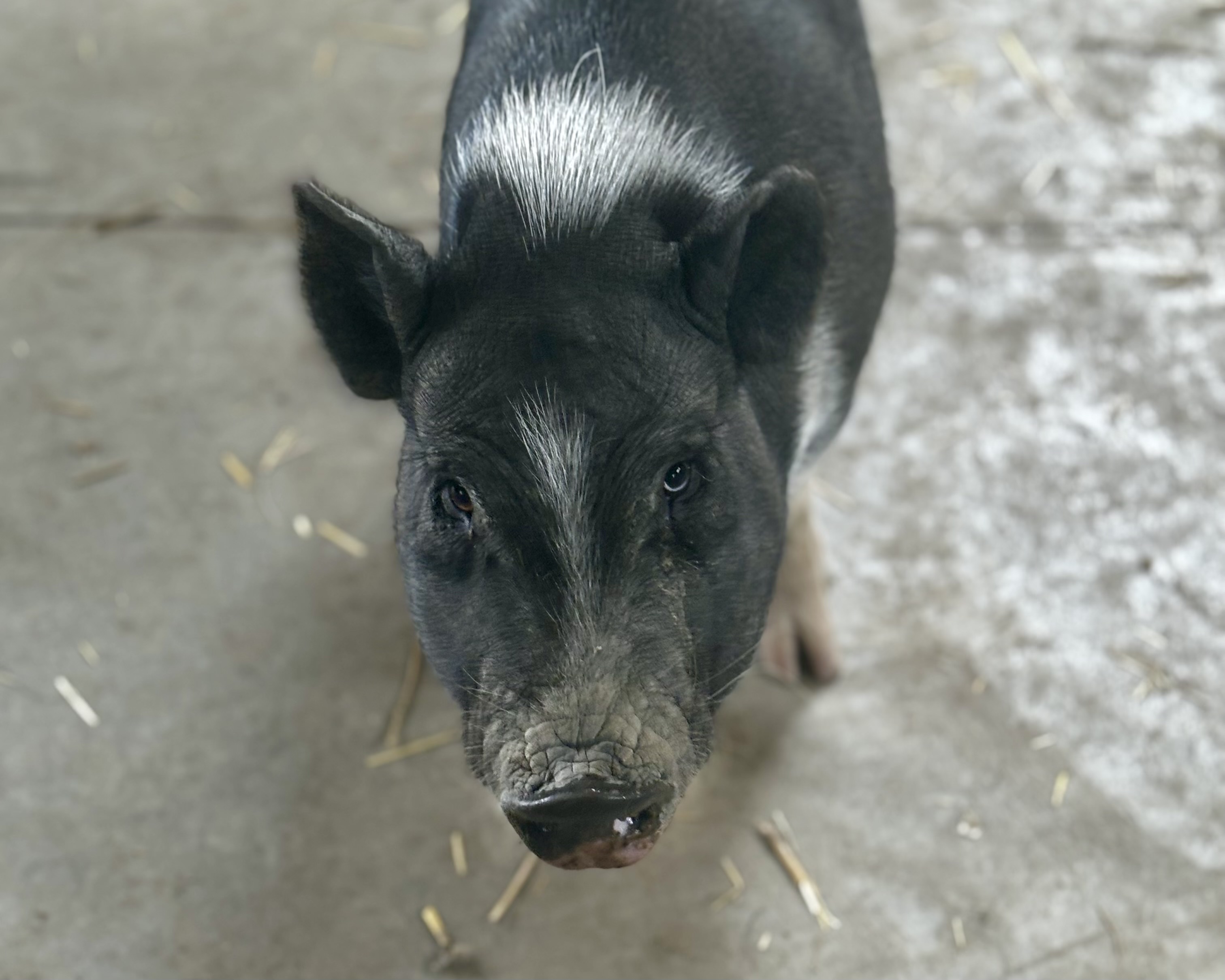 Majestic Meadows farm in Medina - cleveland.com
