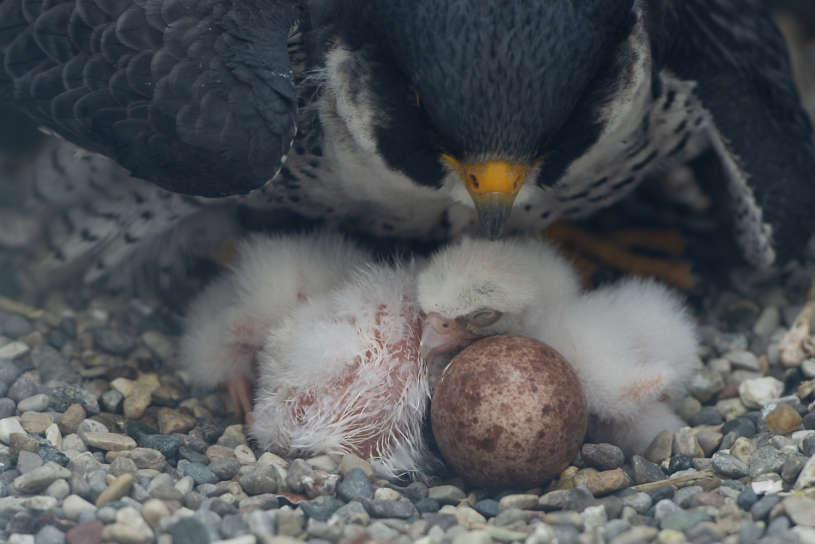Peregrine falcon eggs hatch at Jackson County Tower Building. - mlive.com