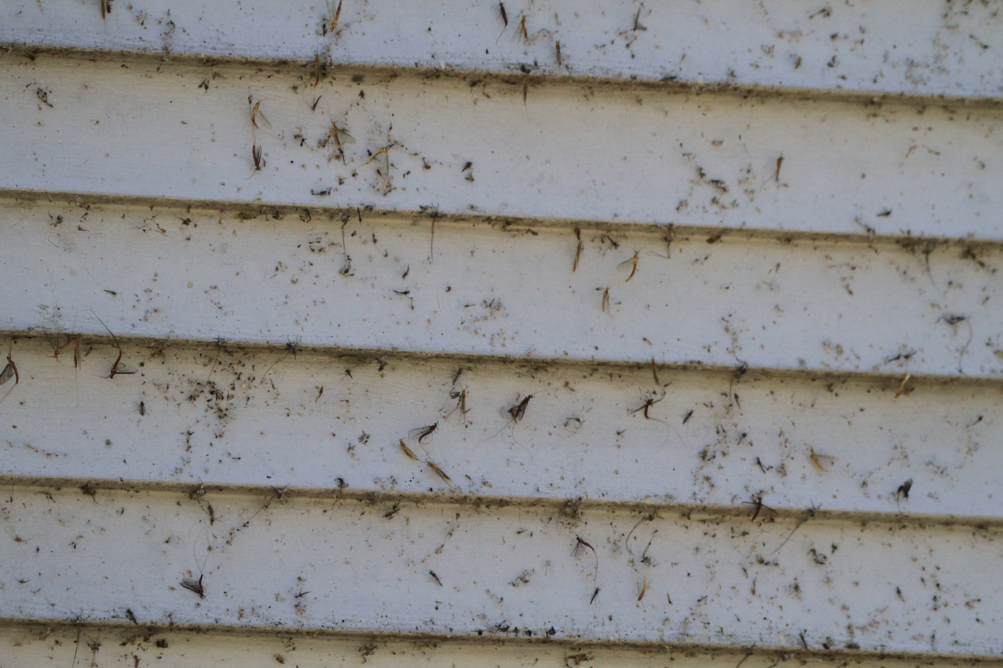 Mayflies make their annual return to cities and towns along Lake Erie ...