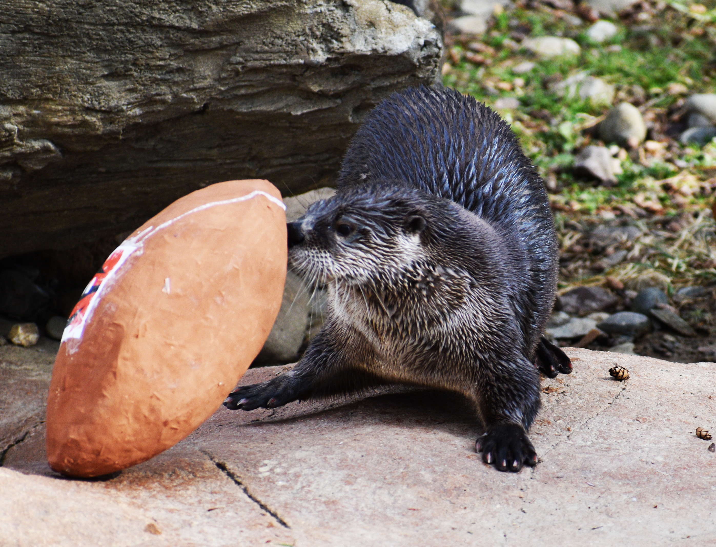 See who Luani the Lehigh Valley otter picked to win the Super Bowl ...