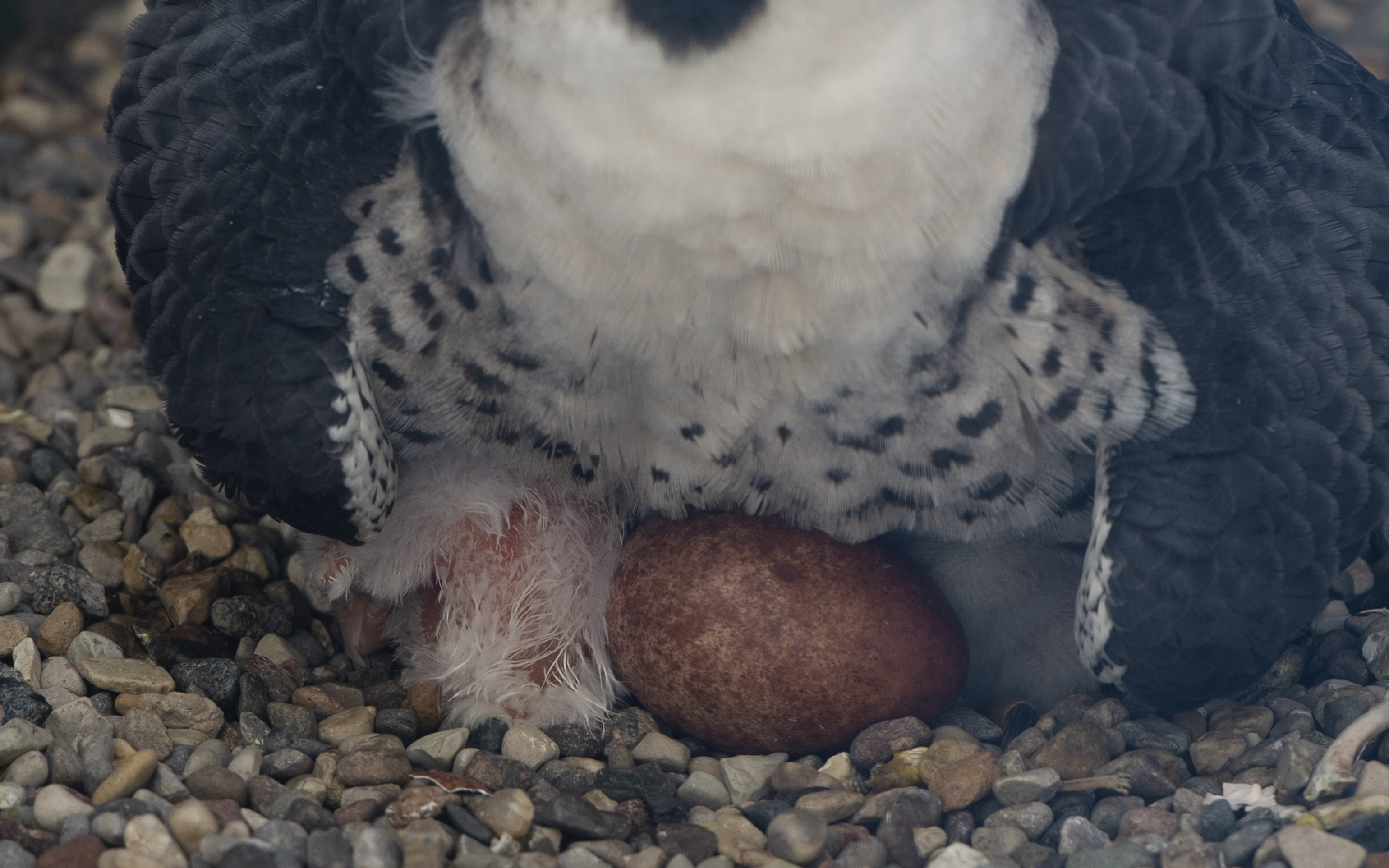 Peregrine falcon eggs hatch at Jackson County Tower Building. - mlive.com