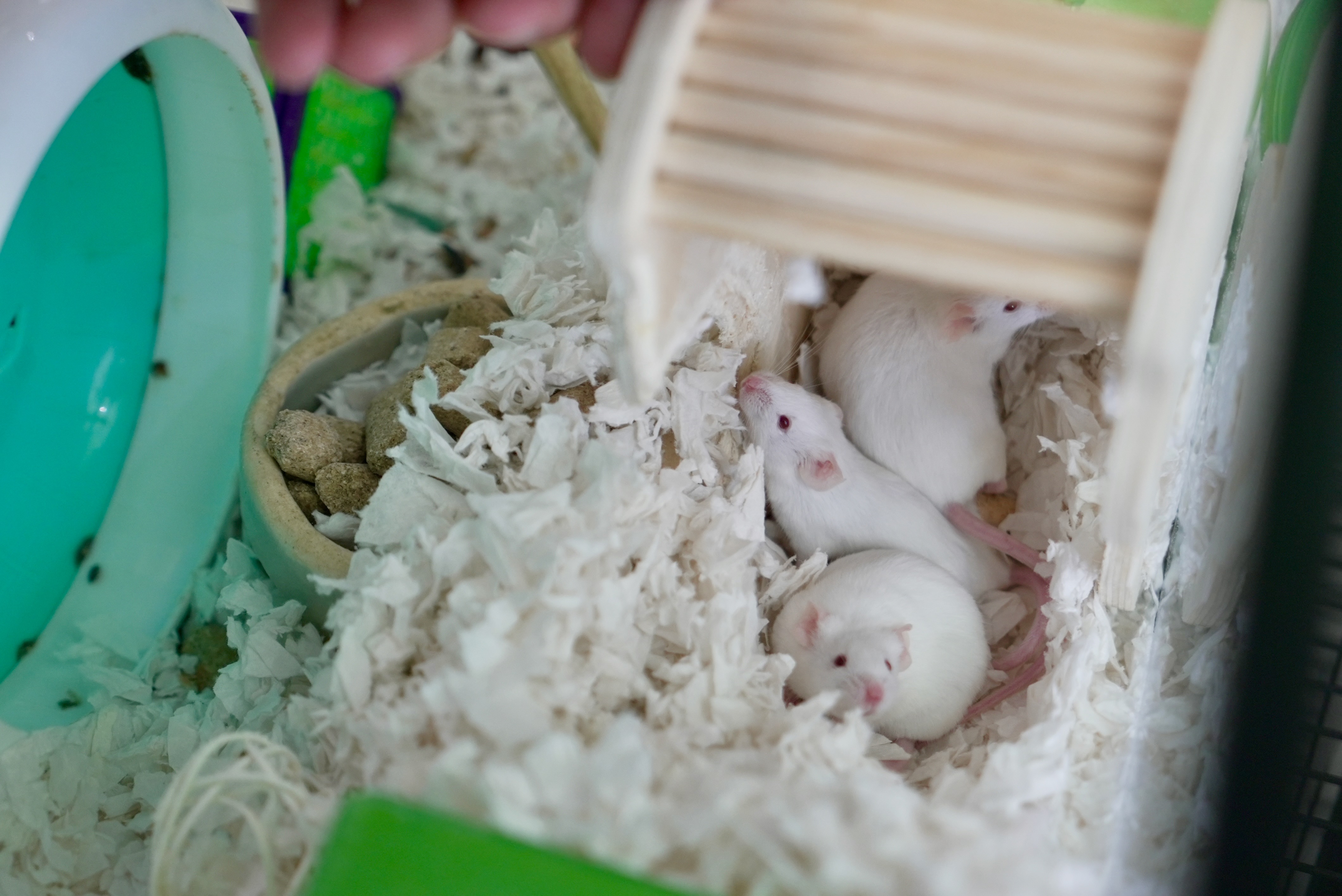 Secondhand Pet Supply - oregonlive.com