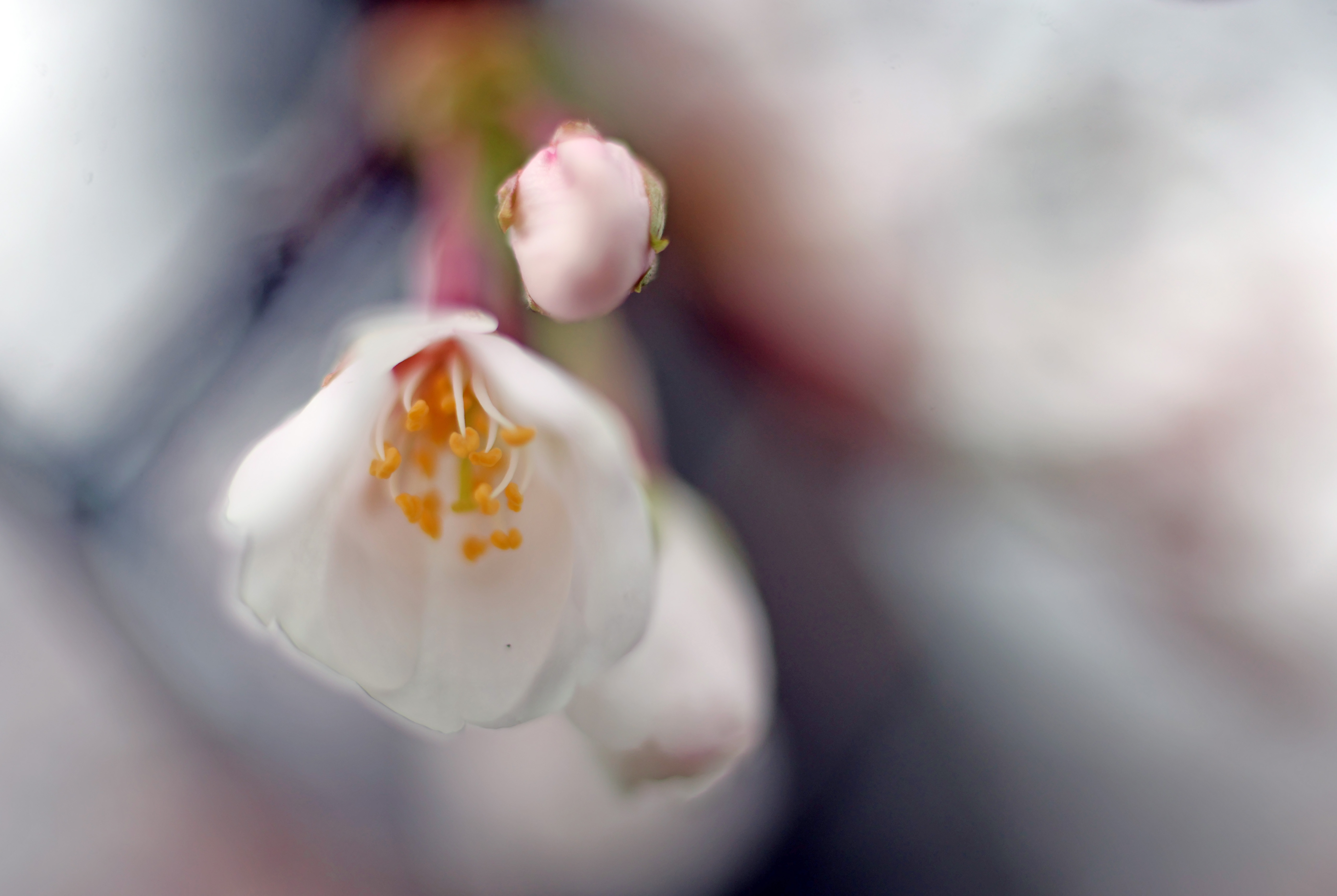 Spring continues to emerge in Northeast Ohio, March 26, 2024 ...