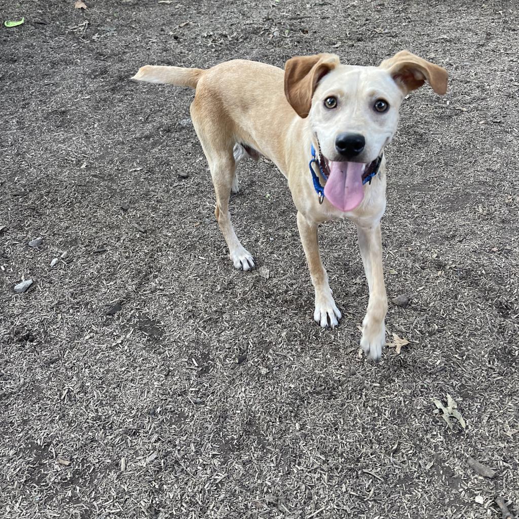 Chillier nights are ahead. Get cozy with an adoptable pet. Sept. 23-24 ...