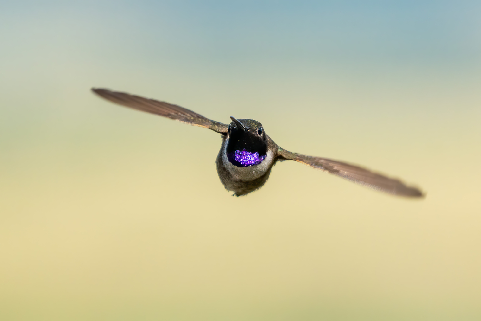 The seven species of Oregon hummingbirds - oregonlive.com