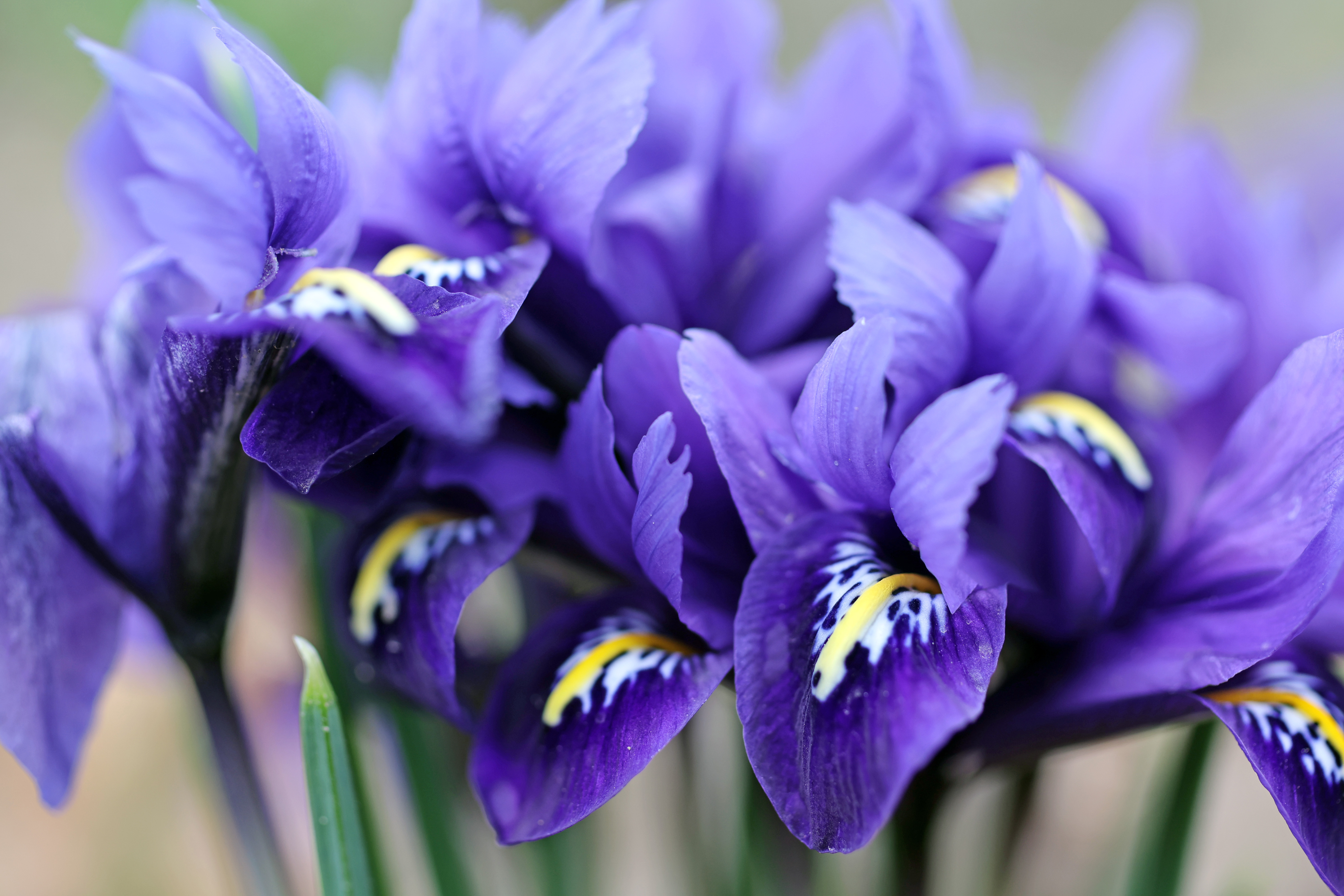 Spring in full bloom in Northeast Ohio - cleveland.com