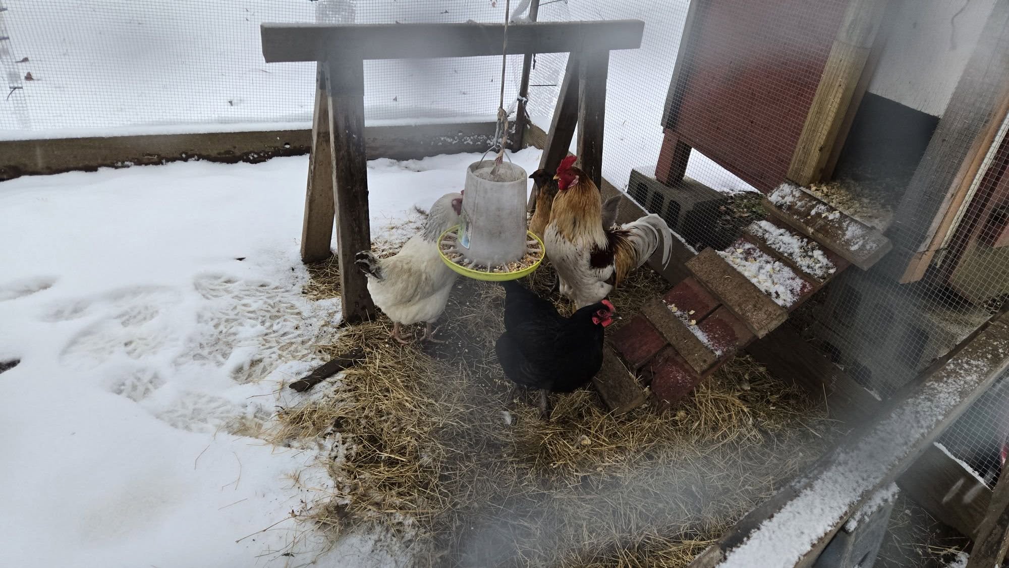 Chickens and snow in Alabama - al.com