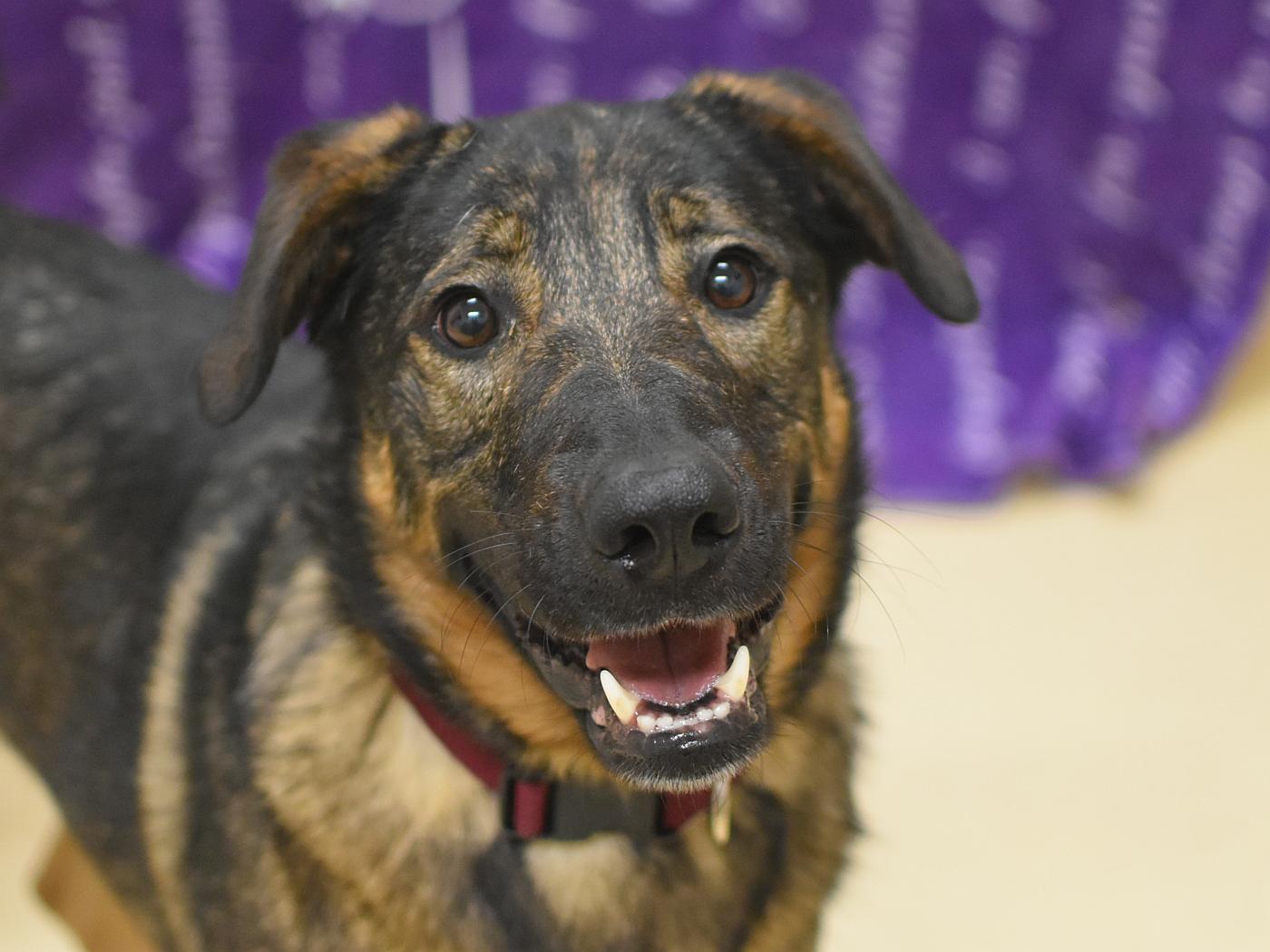 Adoptable dogs - oregonlive.com