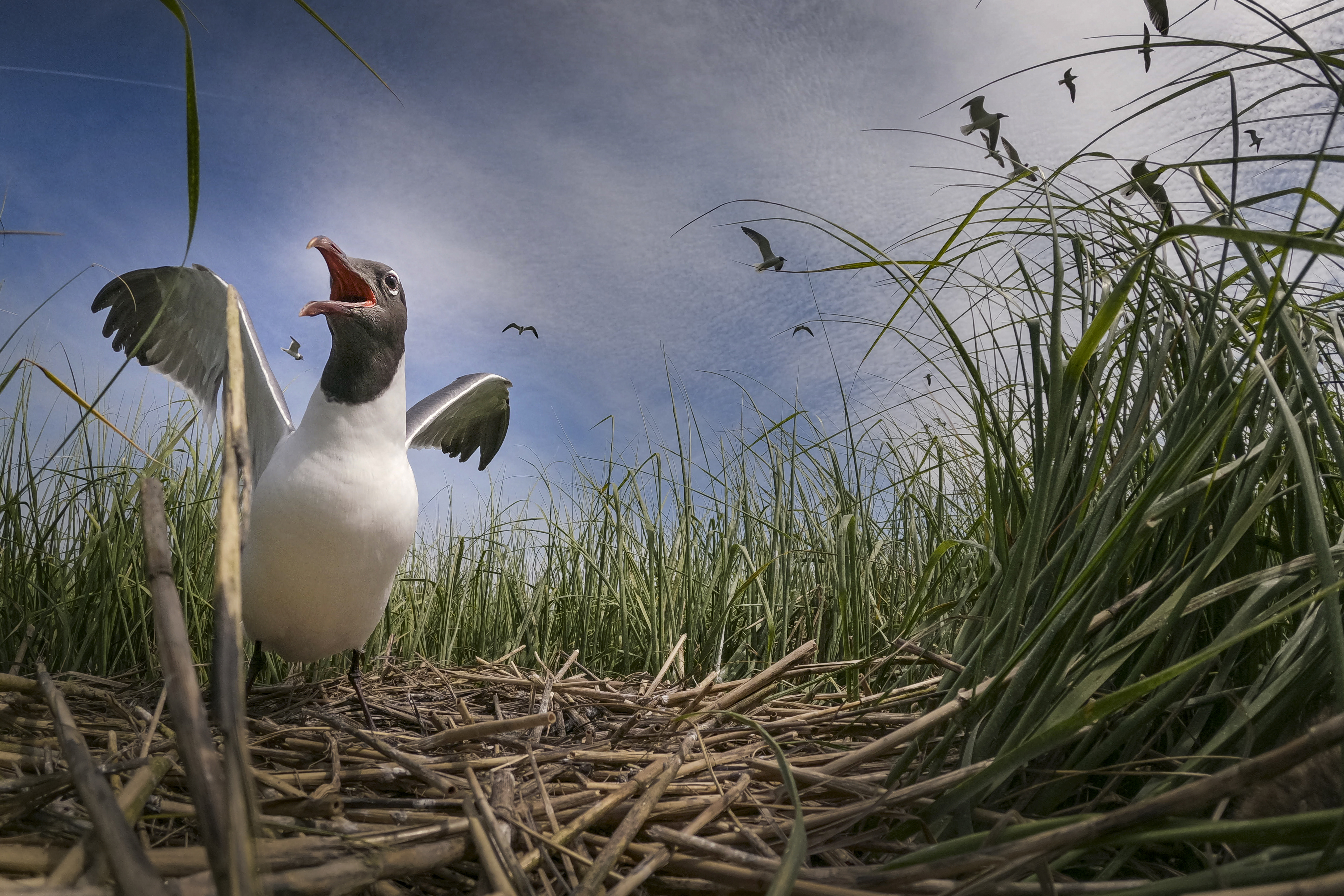 NJ Gulls - Return to Ring Island, hatchlings - nj.com