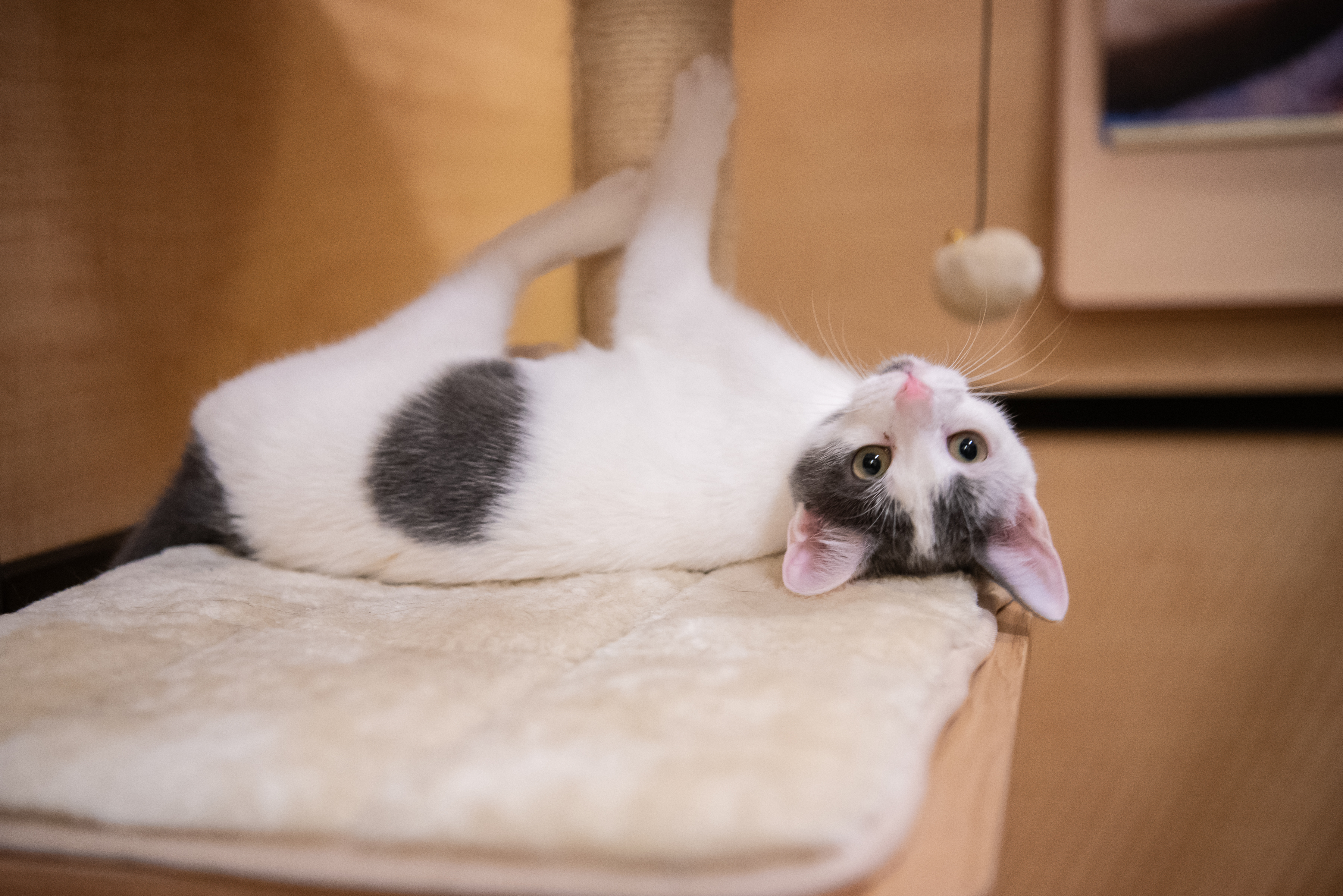 Animal adoption center at Secaucus PetSmart - nj.com