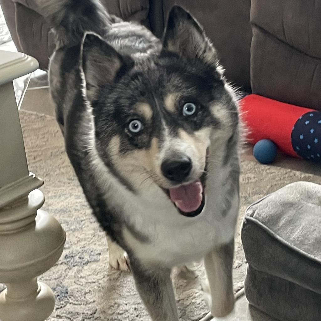 National Cat Day? We have several that will make your weekend purrrfect ...