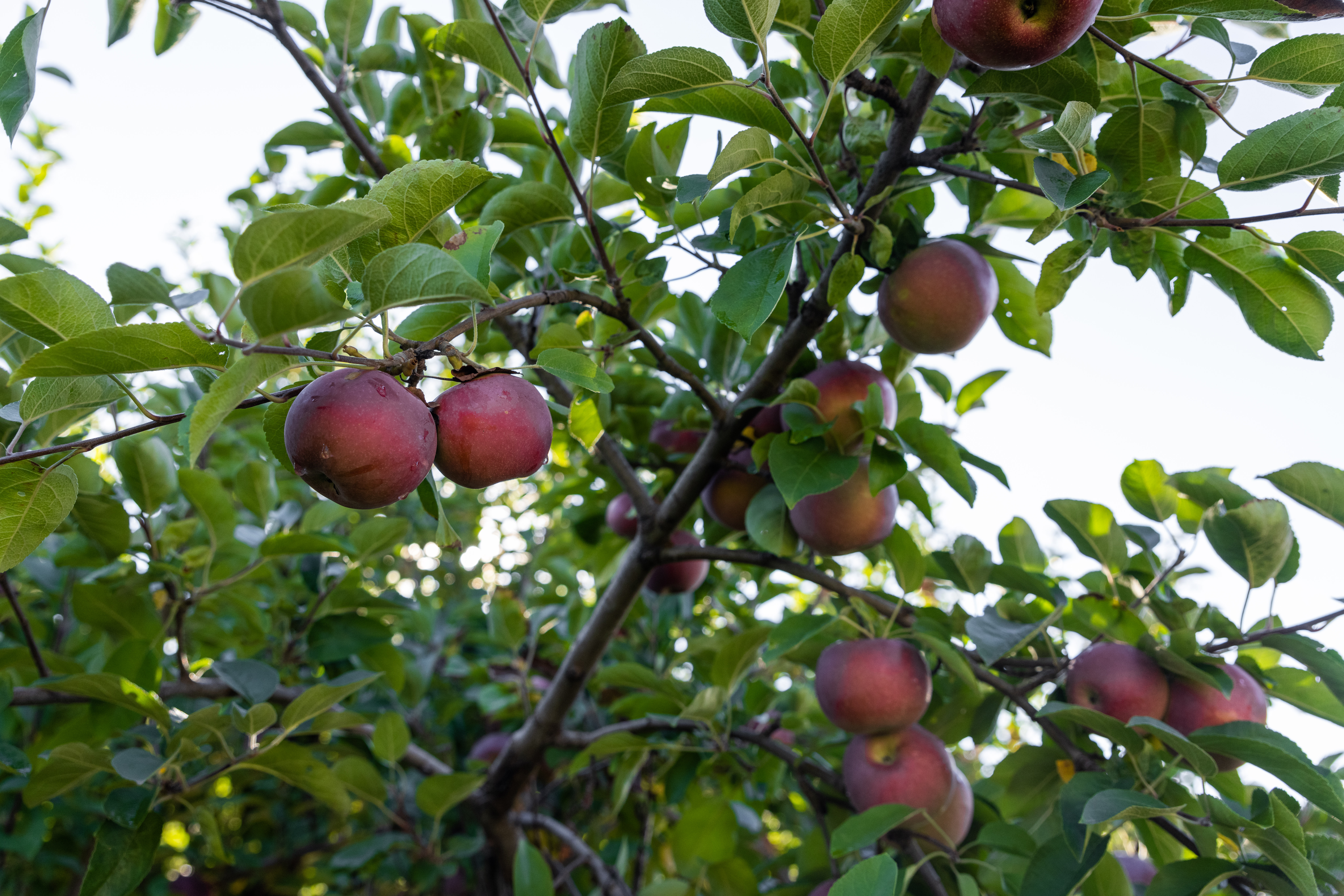 Clarkdale Fruit Farms in Deerfield - masslive.com