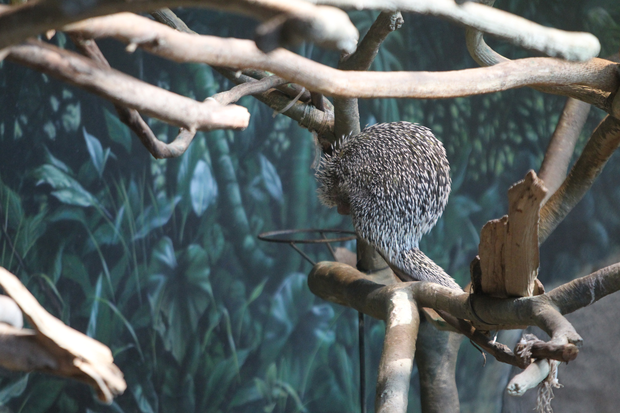 RainForest at Cleveland Zoo reopens - cleveland.com