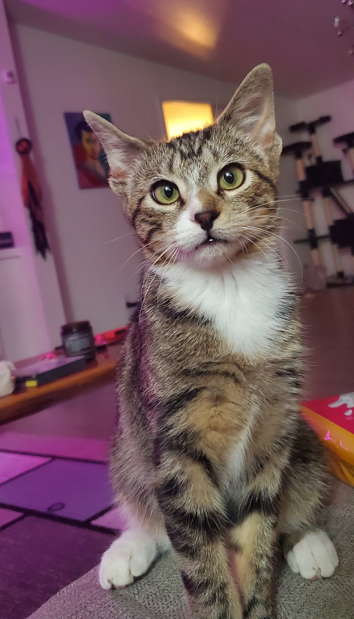 Rescue cats in Alabama - al.com