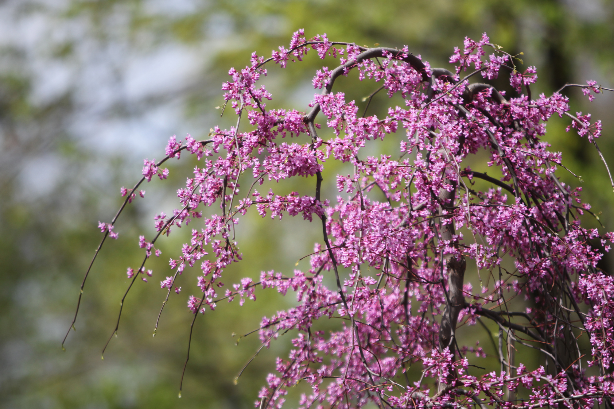 Lake View Cemetery in full bloom - cleveland.com