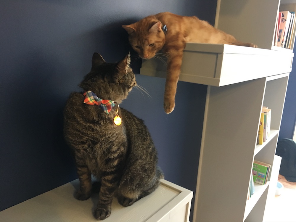 AffoGATO cat café - cleveland.com