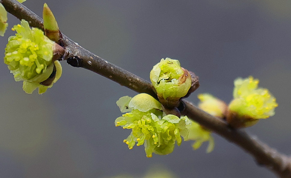 The beauty of Spring 2023 in Northeast Ohio - cleveland.com