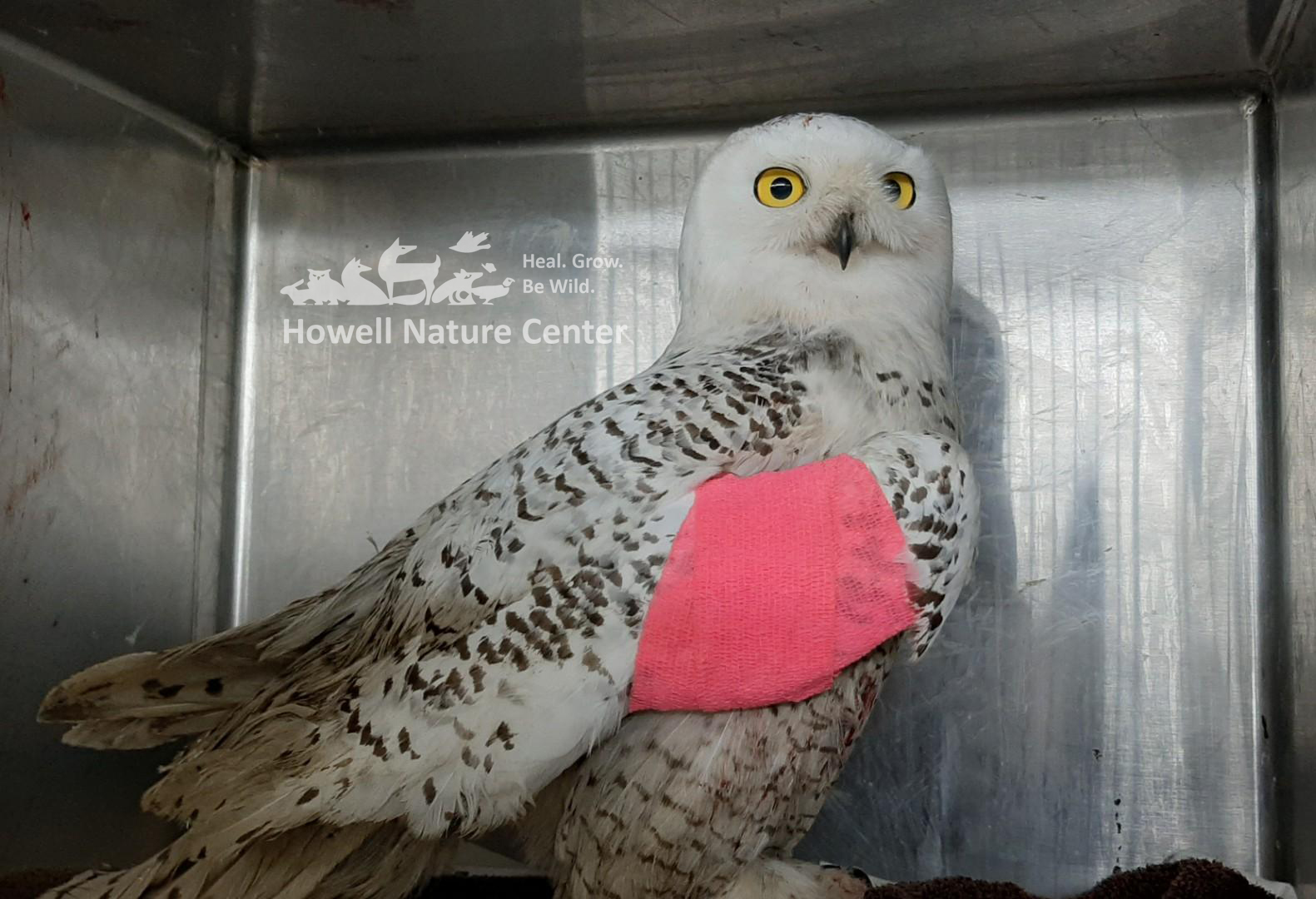 Snowy Owl Rescue - mlive.com