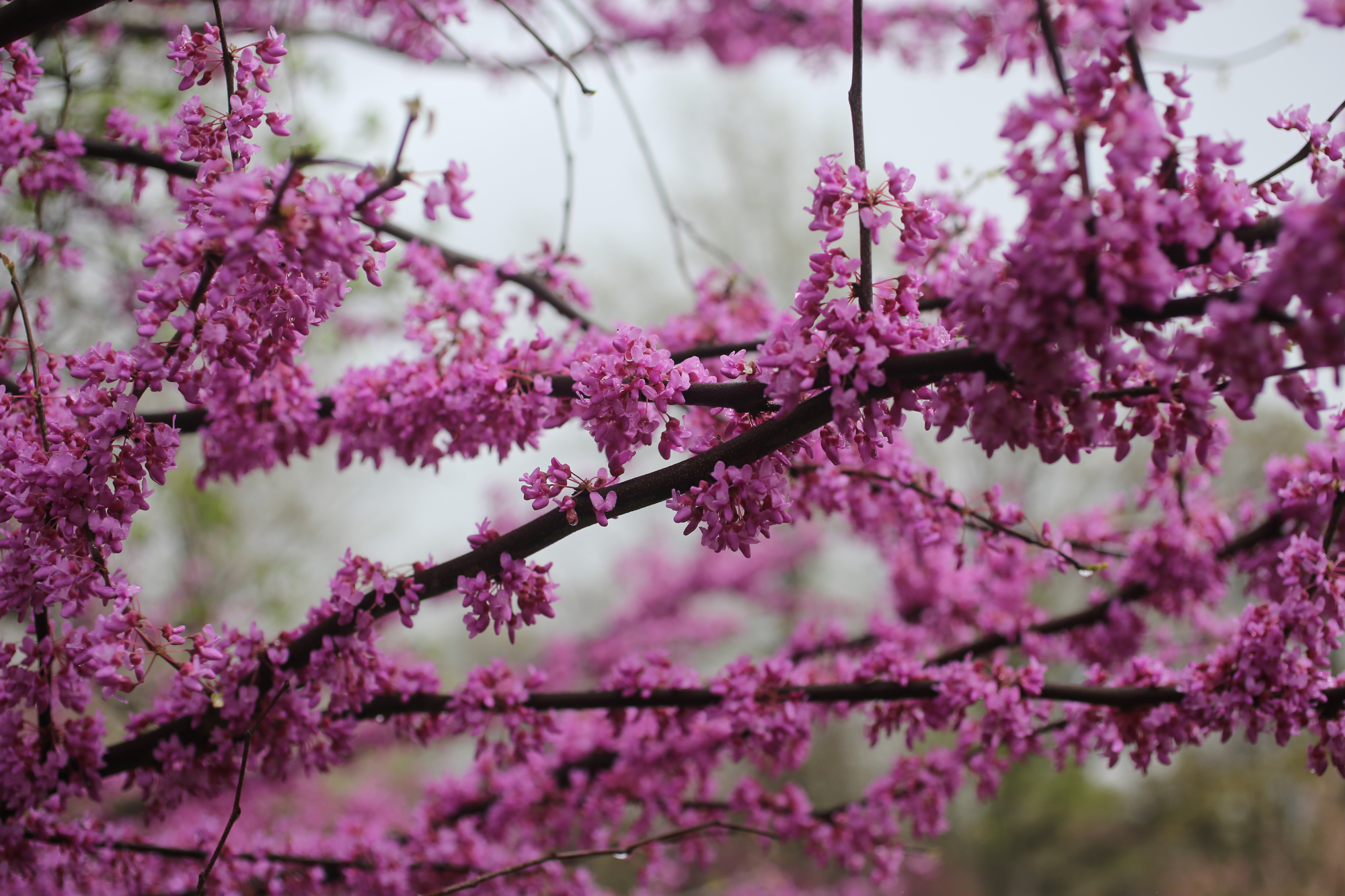 Lake View Cemetery in full bloom - cleveland.com