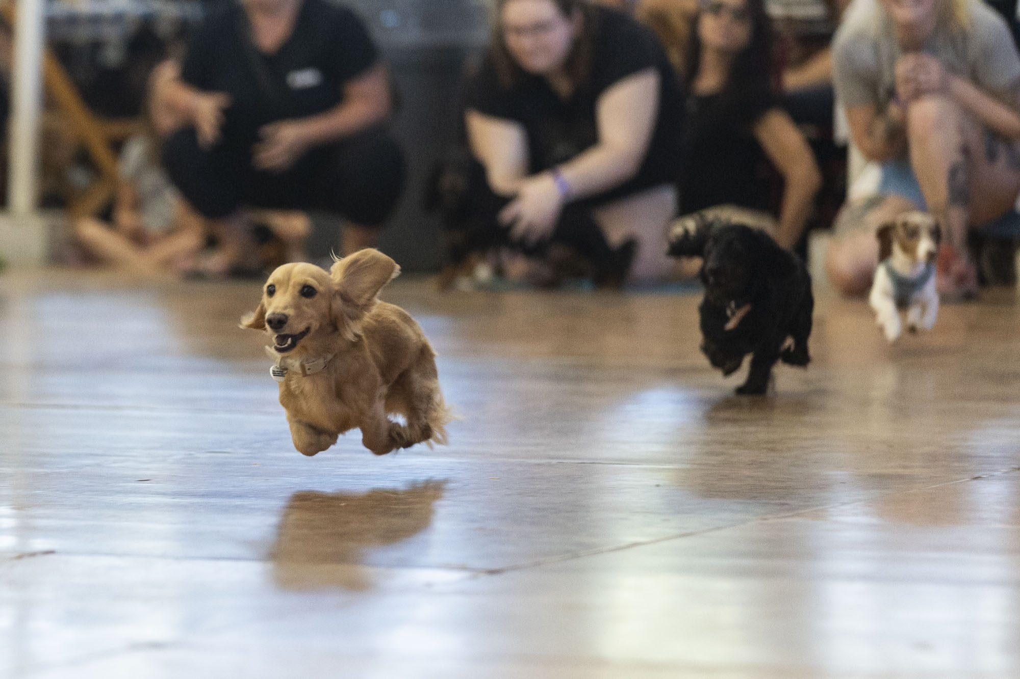Oktoberfest Wiener Dog Races and Parade of Wieners - mlive.com