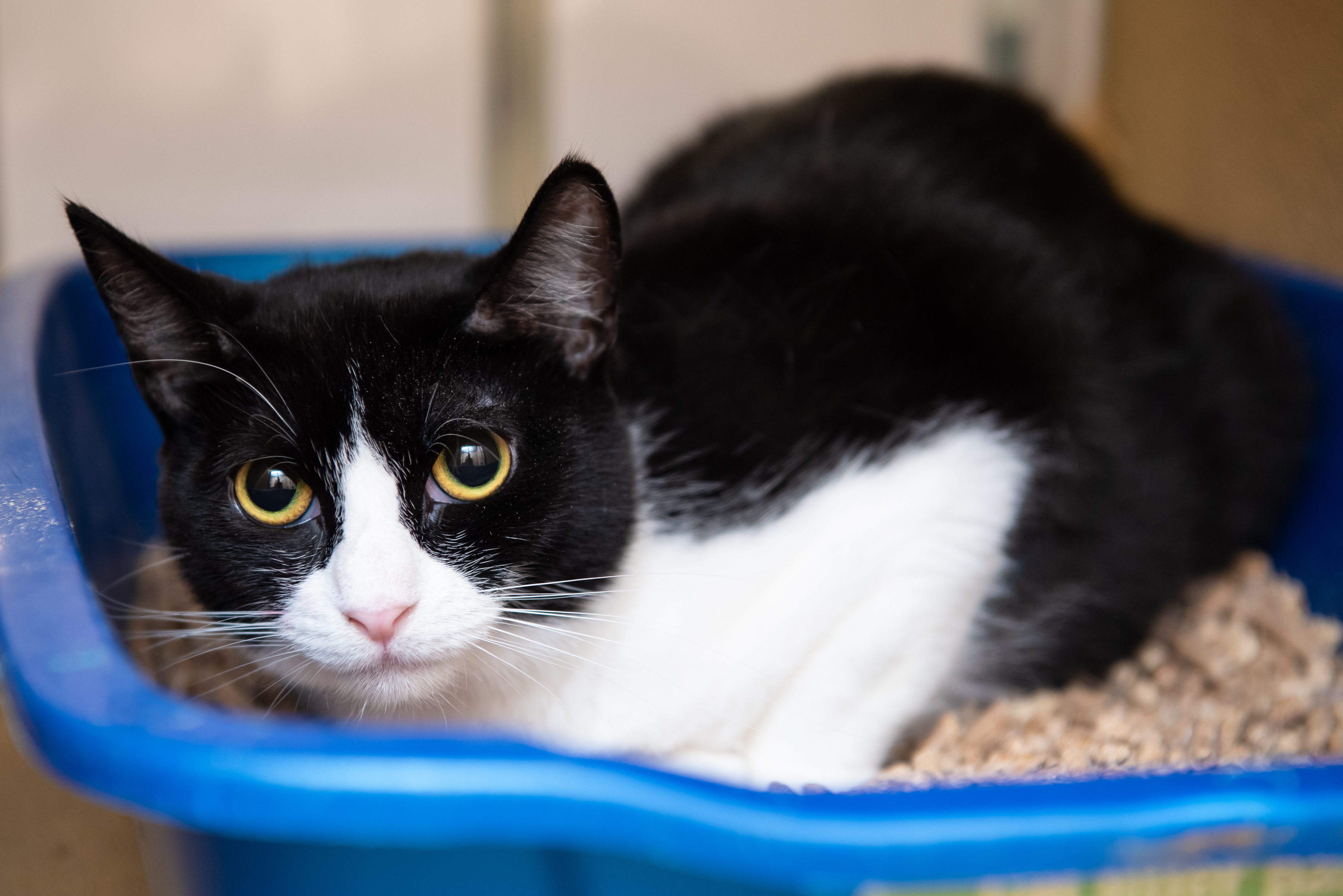 Animal adoption center at Secaucus PetSmart - nj.com