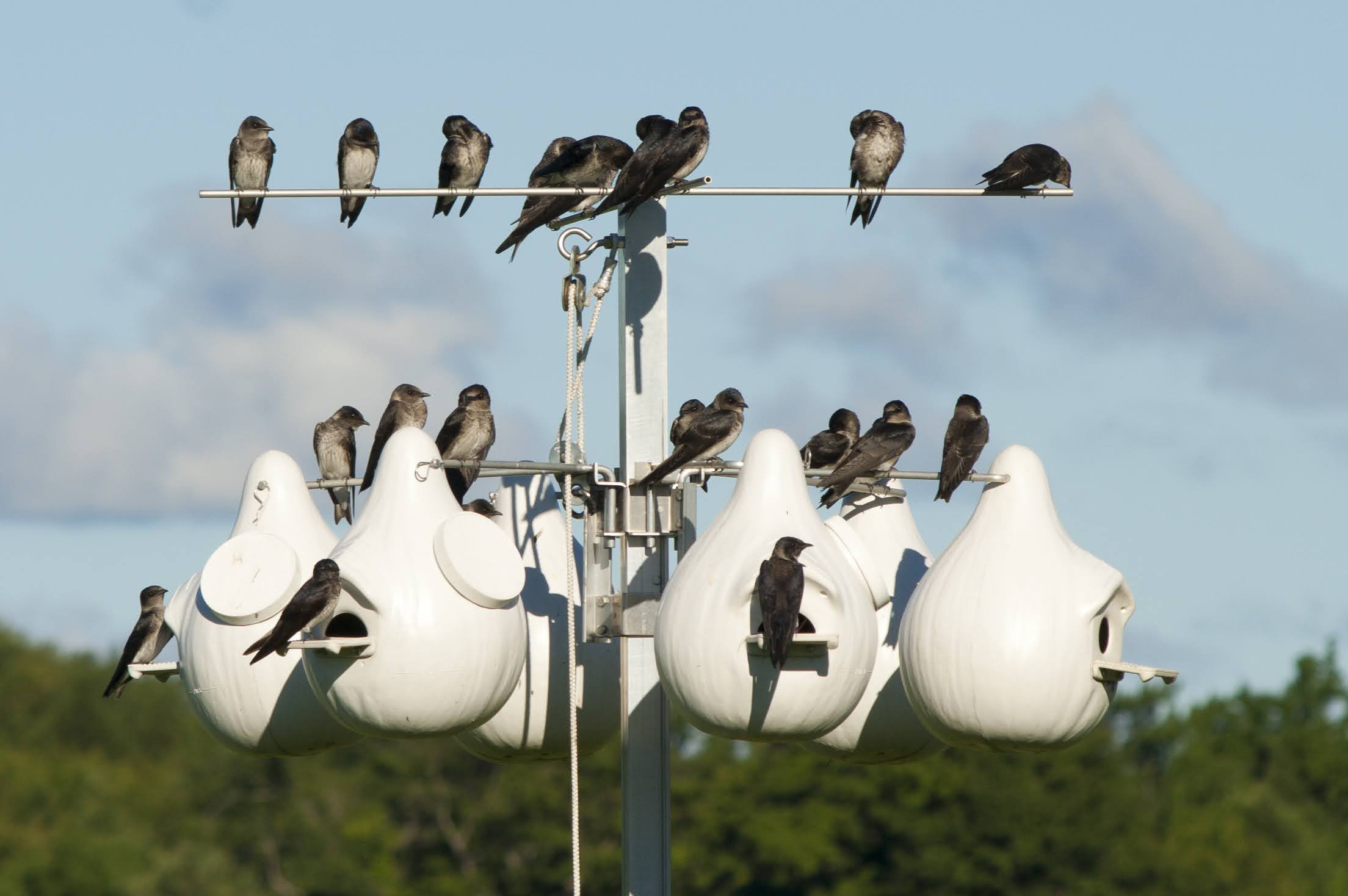 Purple martin colony in Escanaba - mlive.com