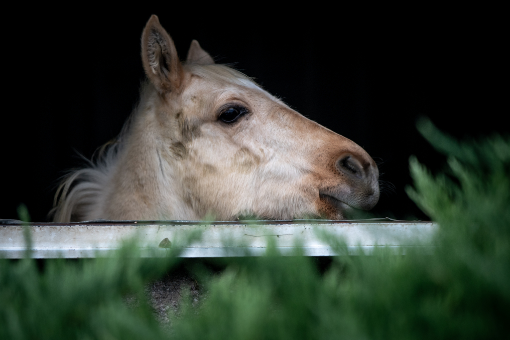 Season of Sharing 2023: Sande School of Horsemanship - oregonlive.com