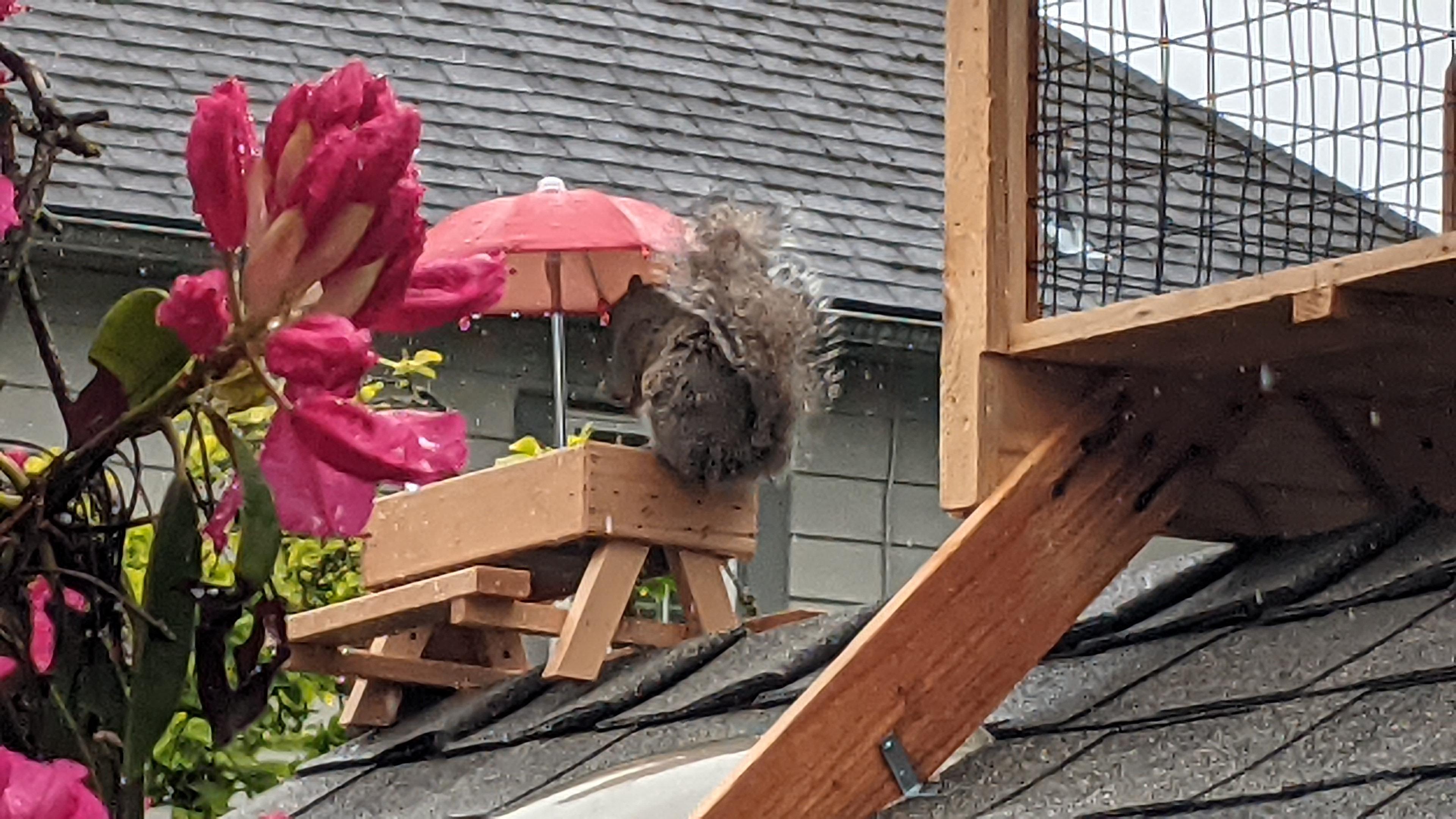 2022 Catio Tour - oregonlive.com
