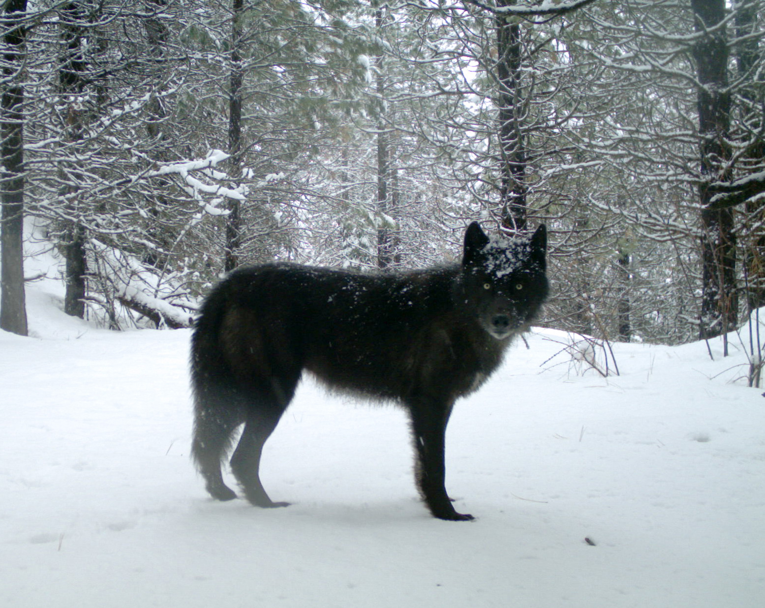Wolves in Oregon - oregonlive.com