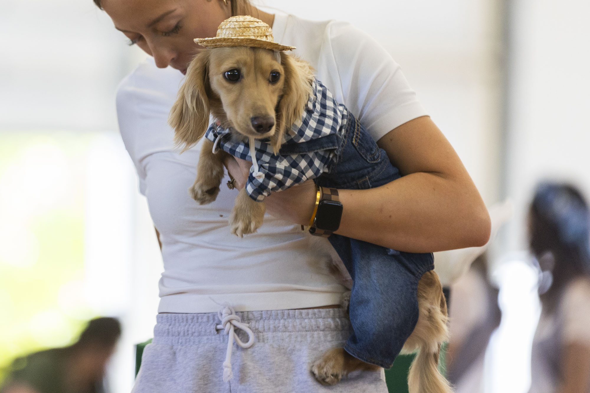 Oktoberfest Wiener Dog Races and Parade of Wieners - mlive.com