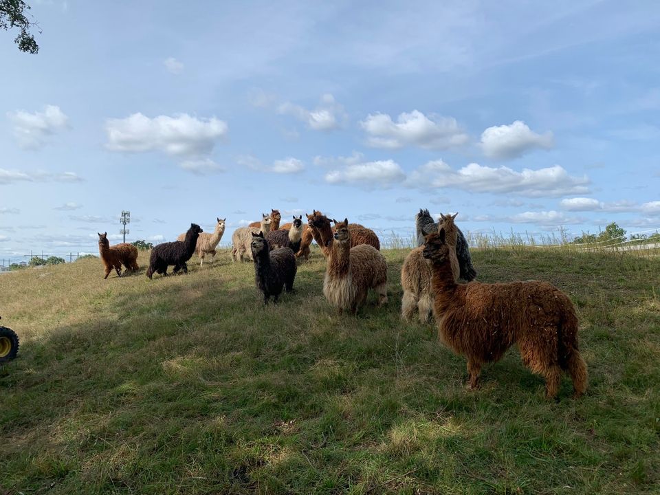 Massachusetts MSPCA gets 20 alpacas, 29 rabbits from a single home ...