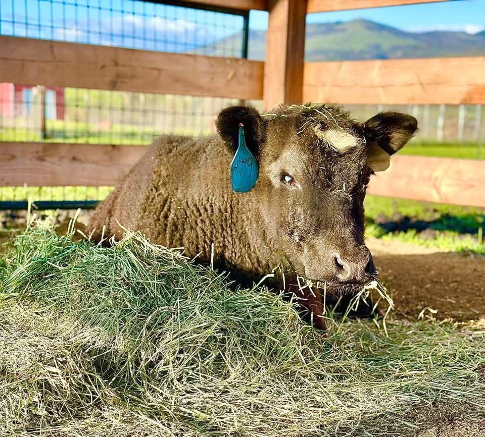 Tikkun Olam Farm Sanctuary - oregonlive.com
