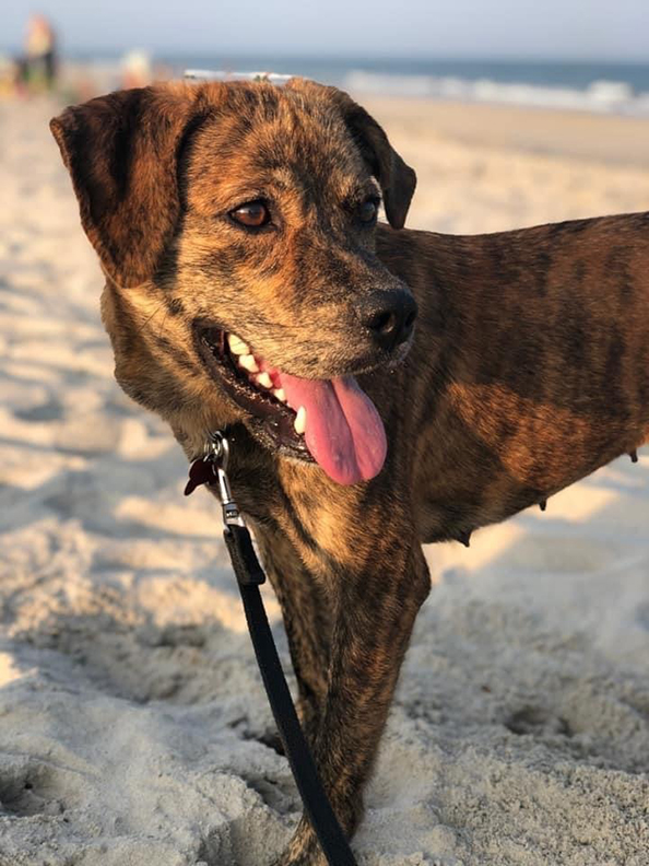 N.J. pets in need: Feb. 22, 2021 - nj.com