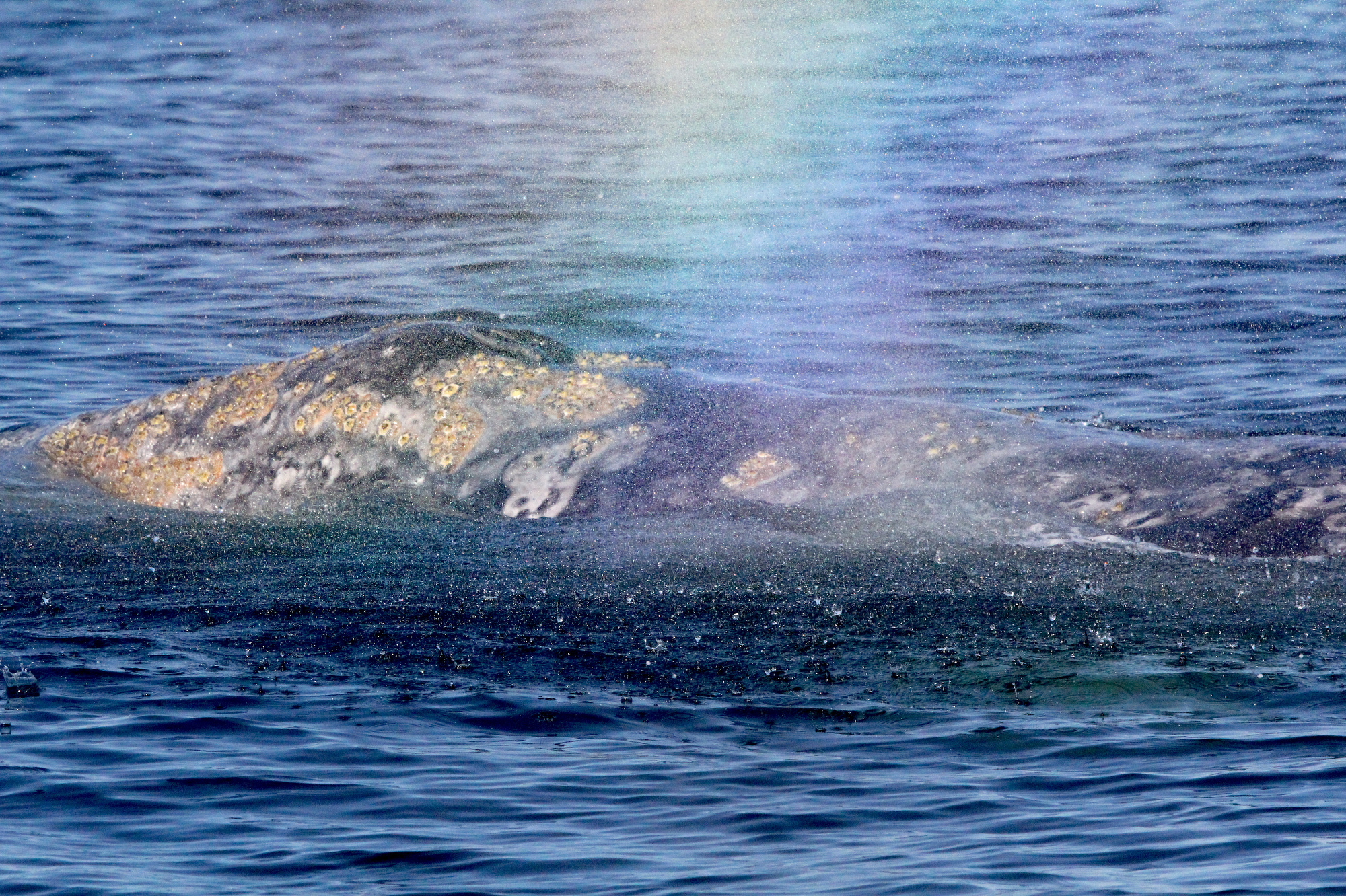 Meet Oregon’s most well known gray whales - oregonlive.com