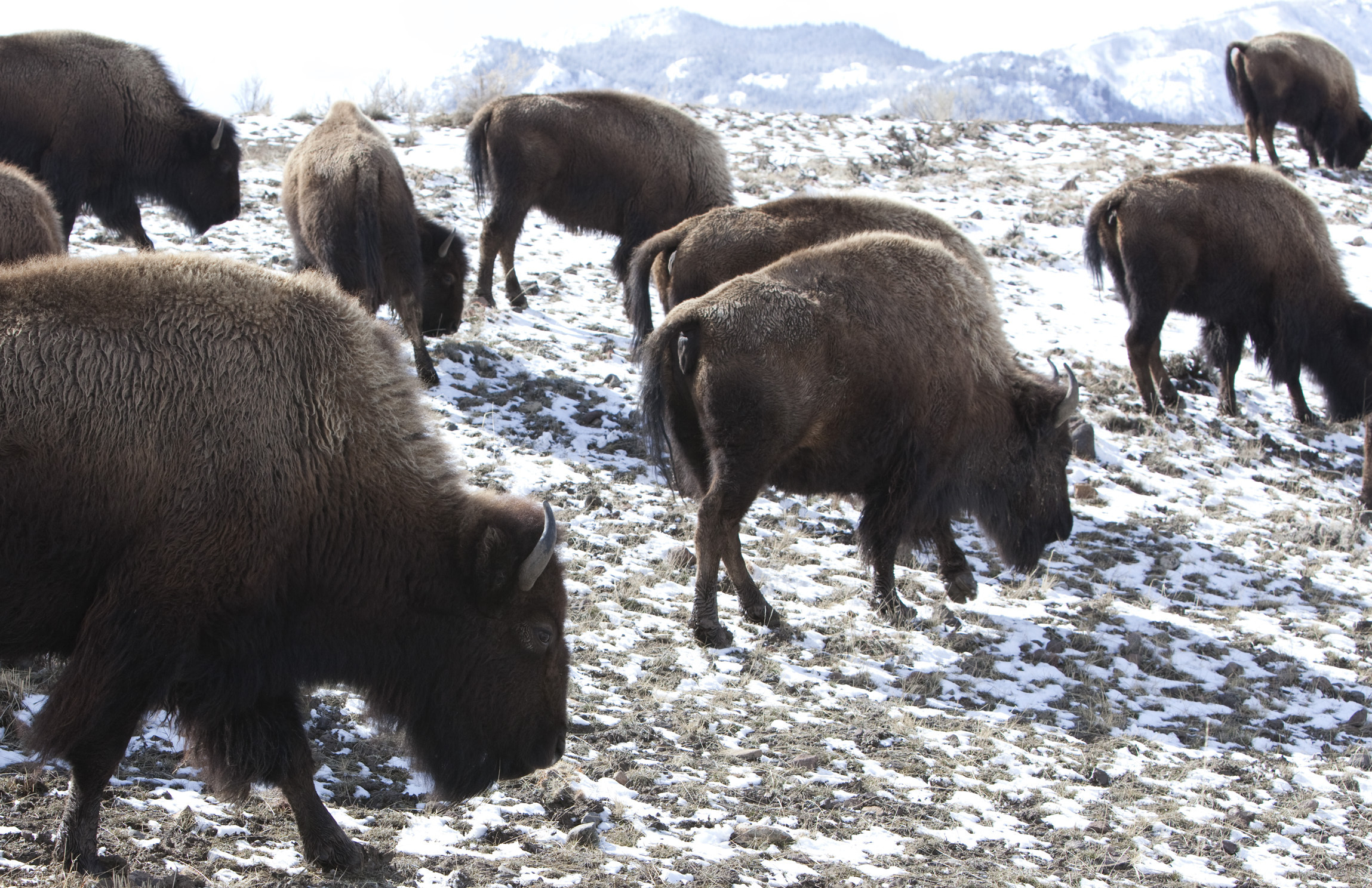 13 bison die after truck hits herd near Yellowstone