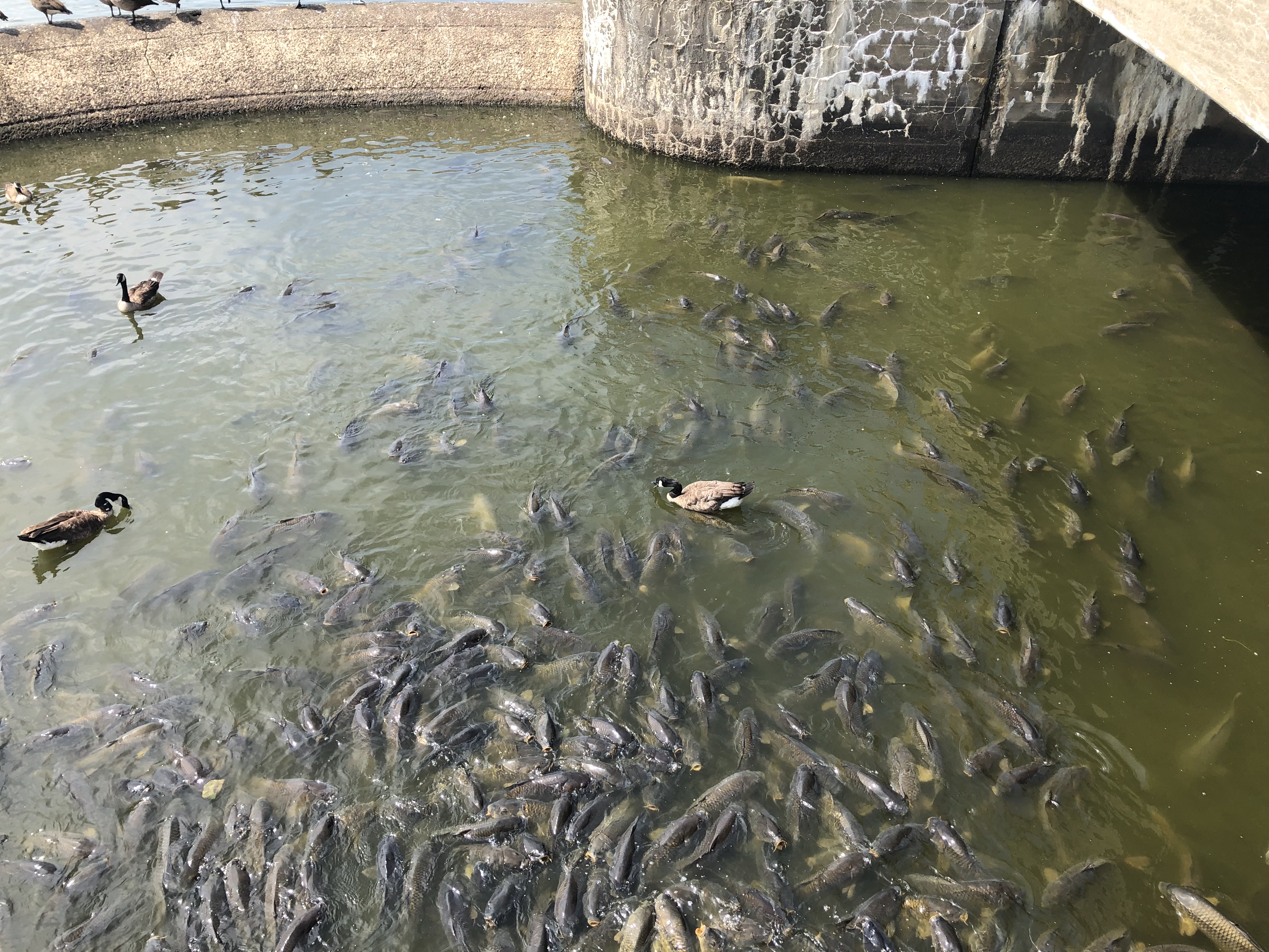 Pymatuning Spillway - cleveland.com