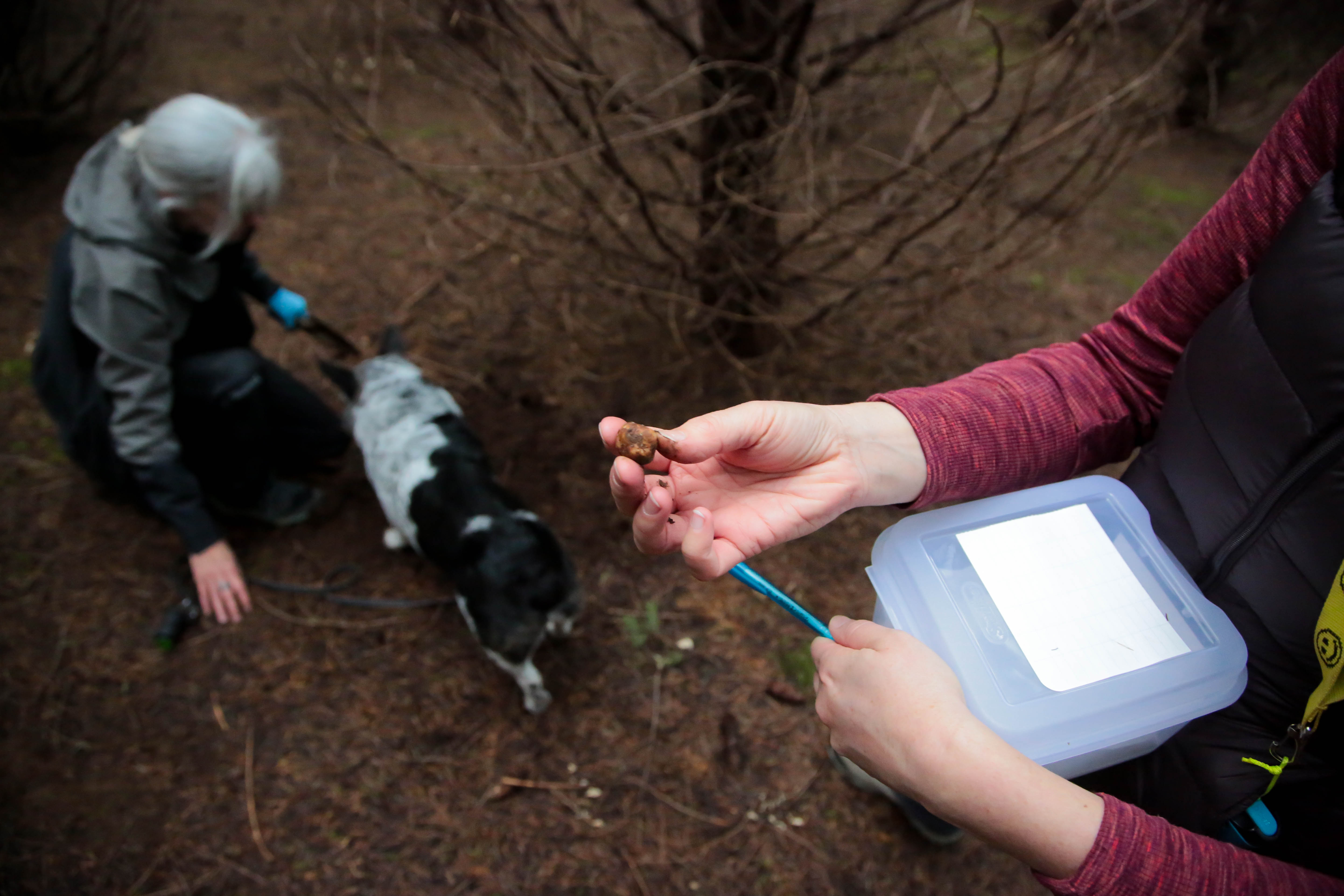 2022 North American Truffle Dog Championship - oregonlive.com
