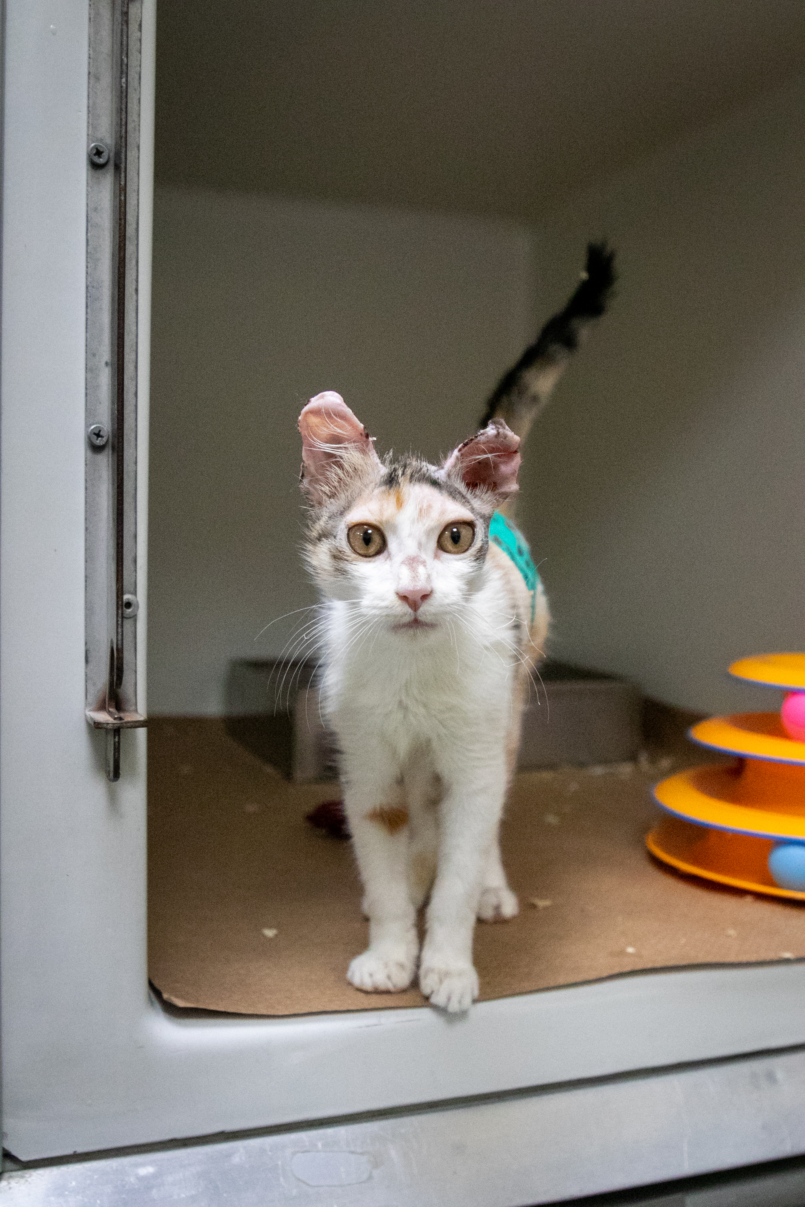 Cynthia, burned and injured kitten recovering through ARL - masslive.com