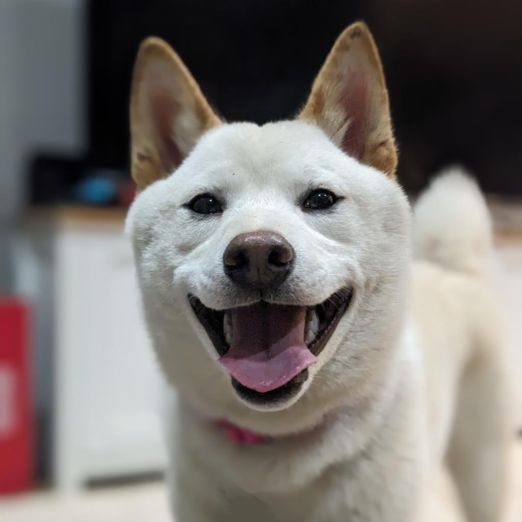 Beautiful days and loving pets can make everything better. Meet your ...